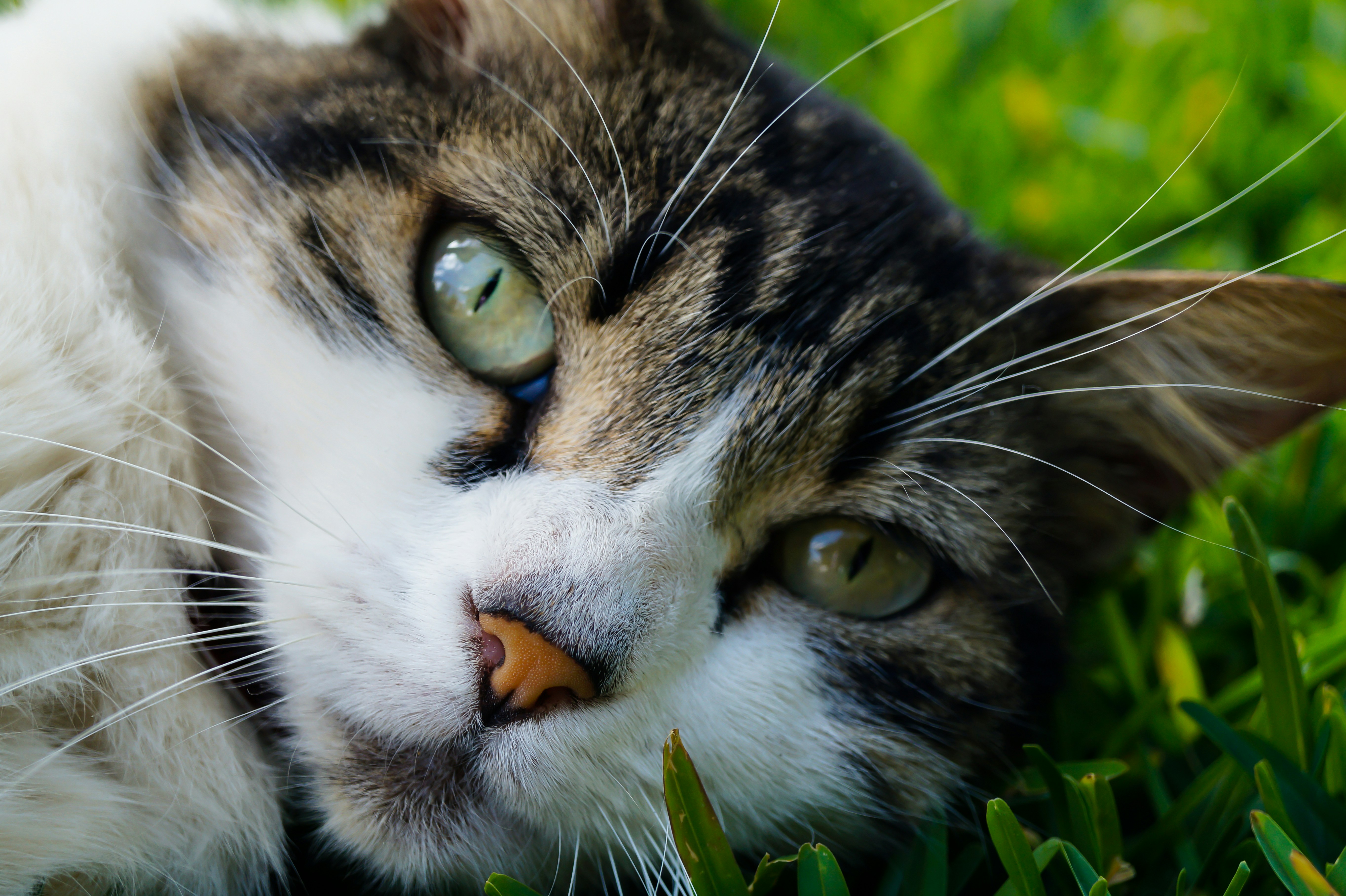 Close-up of a brown tabby cat resting on lush green grass.