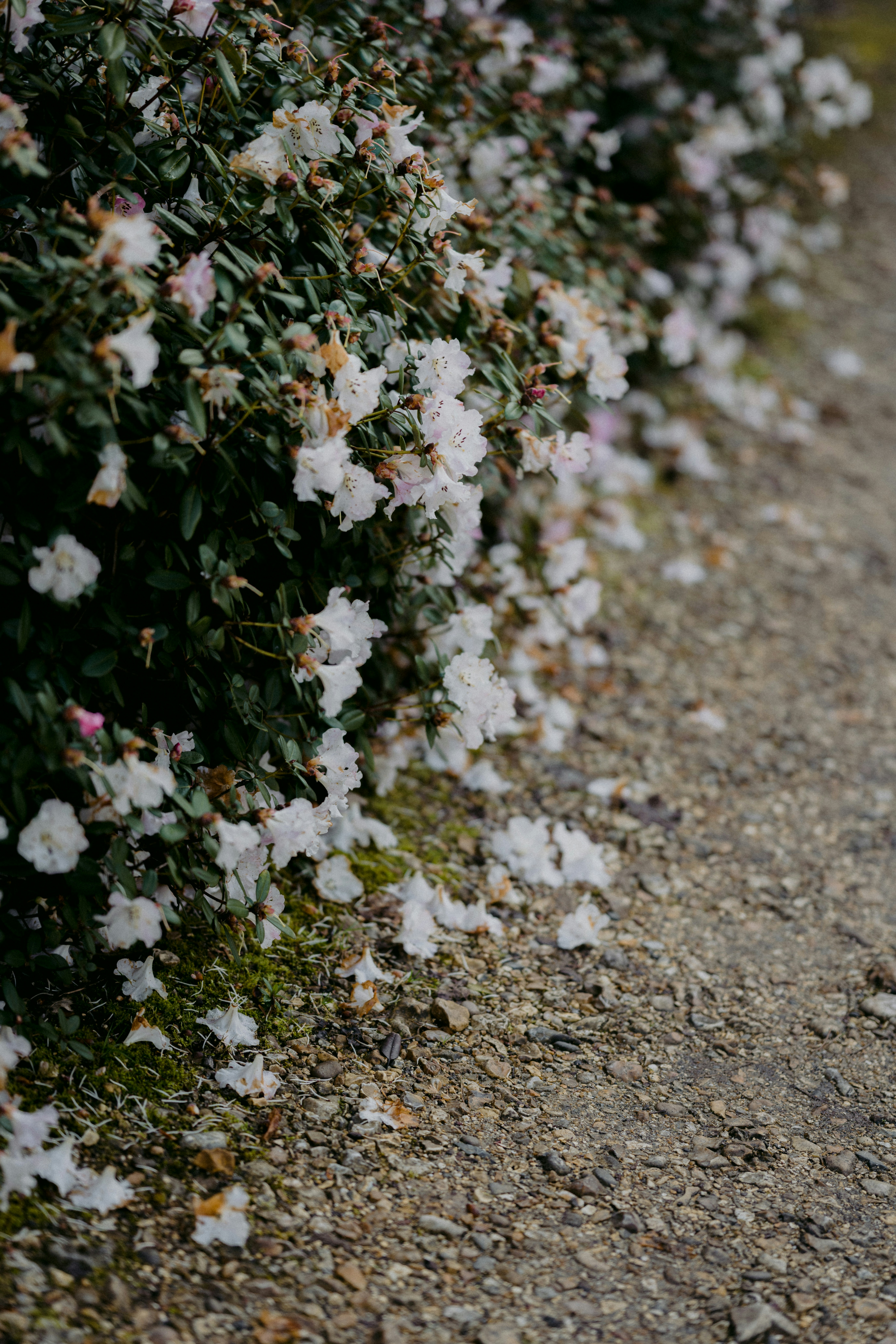 Rhododendron blooms
