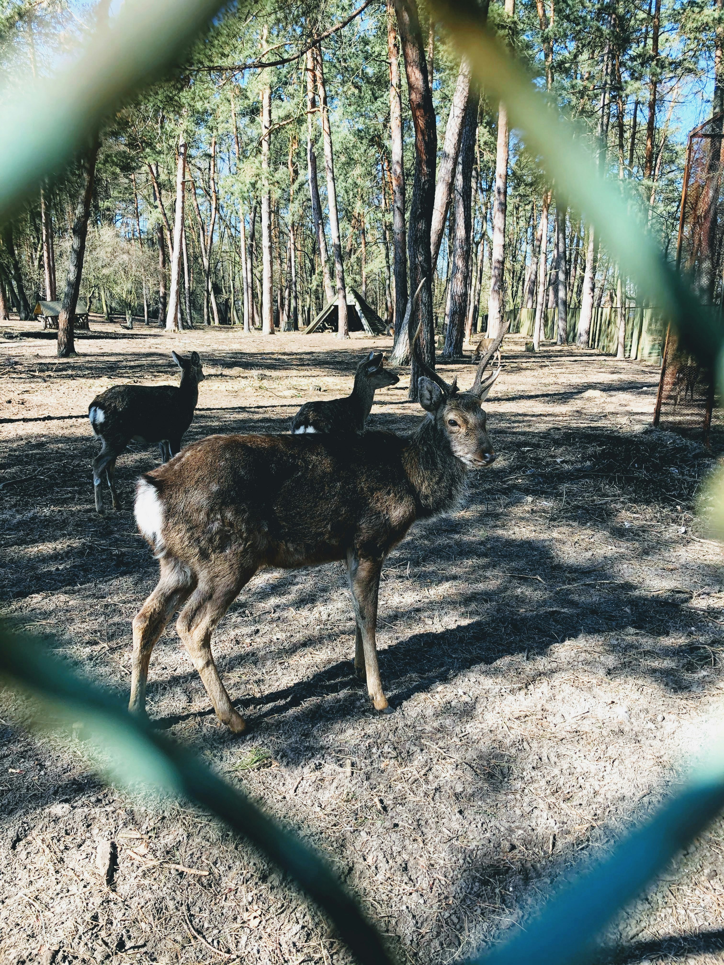 Antlered Guest in a Forest Gate: Deer Behind a Fence