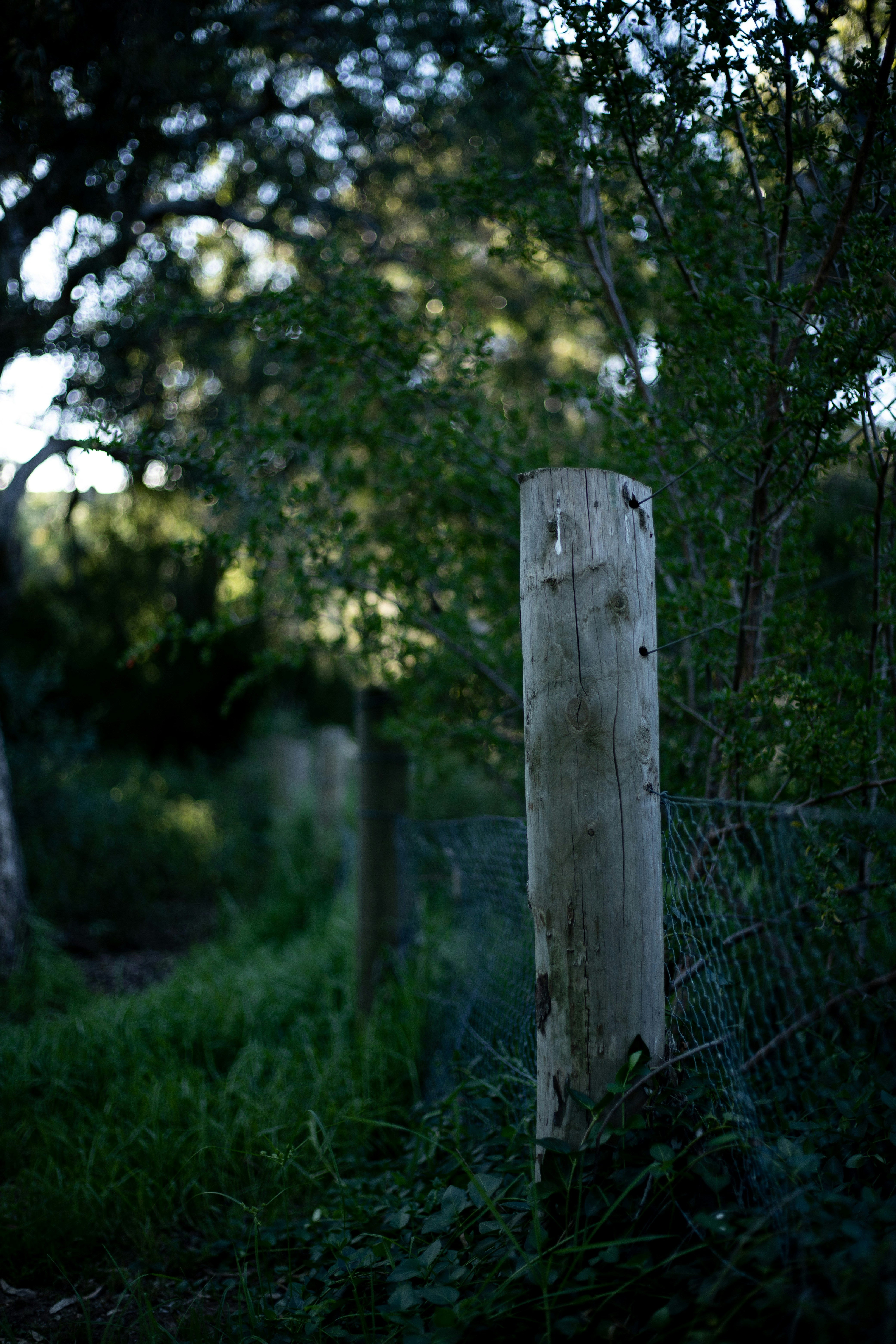 Overgrown fence lost in nature