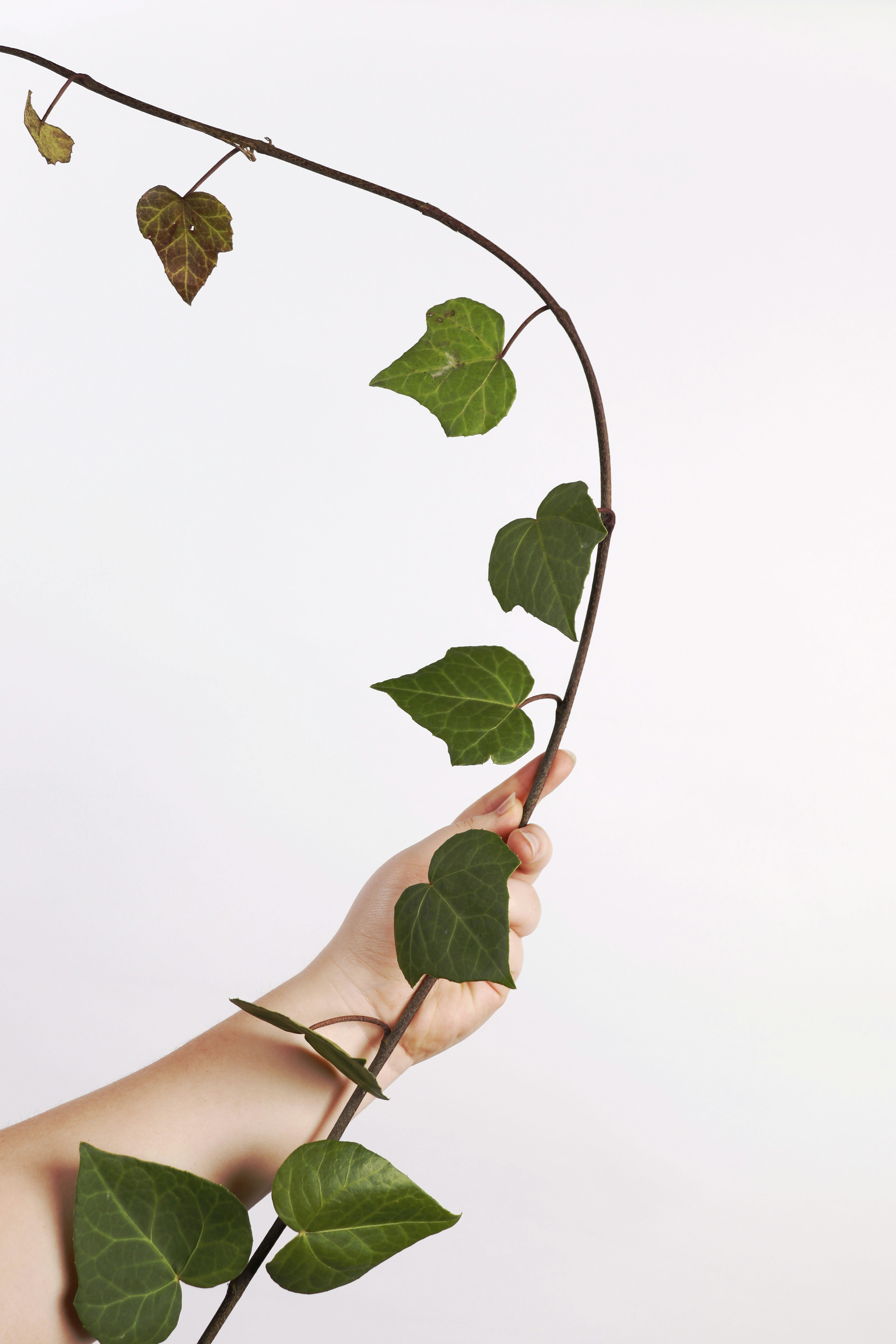 Curved Vine Embrace: A Hand Clasping a Lithe Ivy Stem