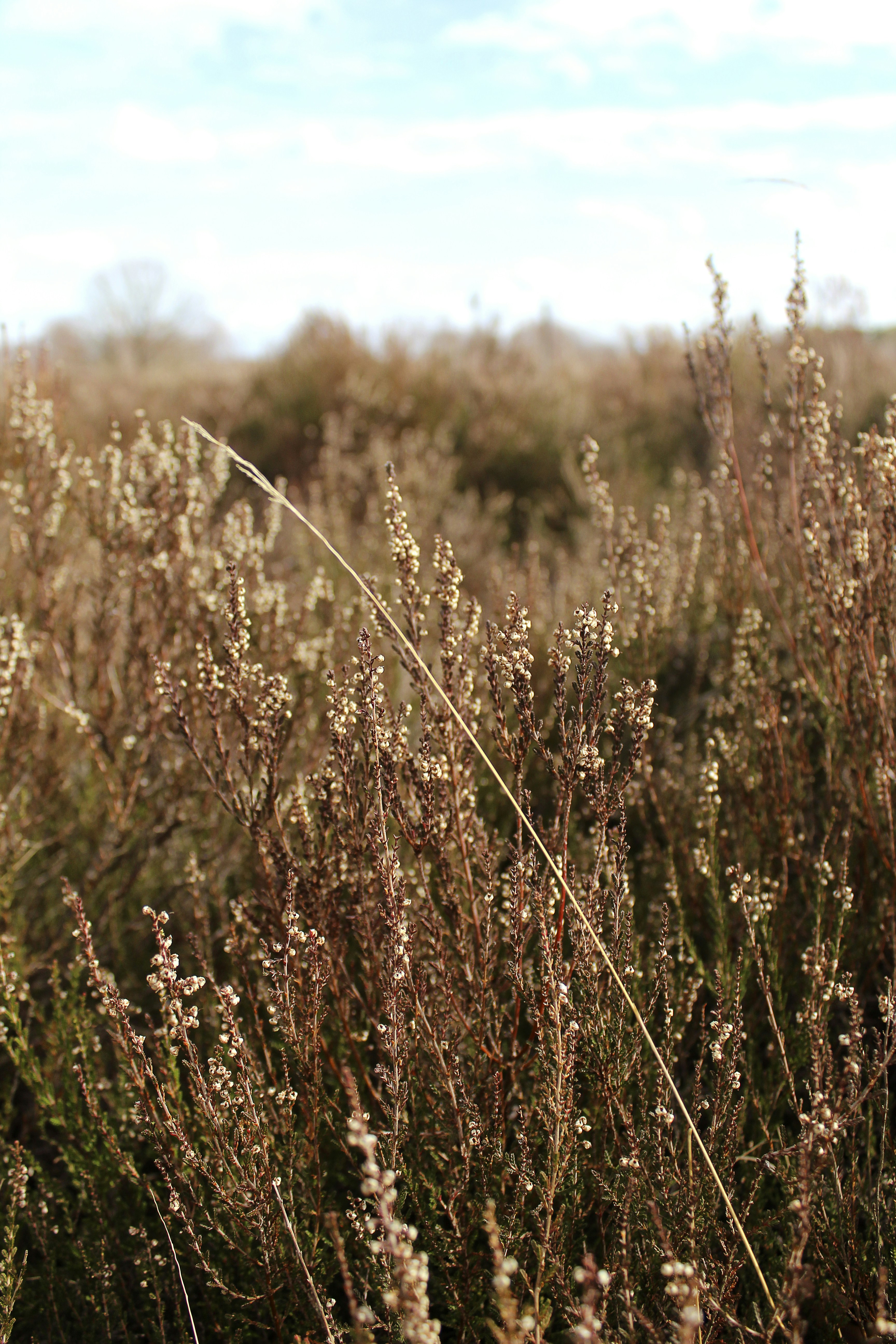 Diagonal Light Across a Field of Seedheads