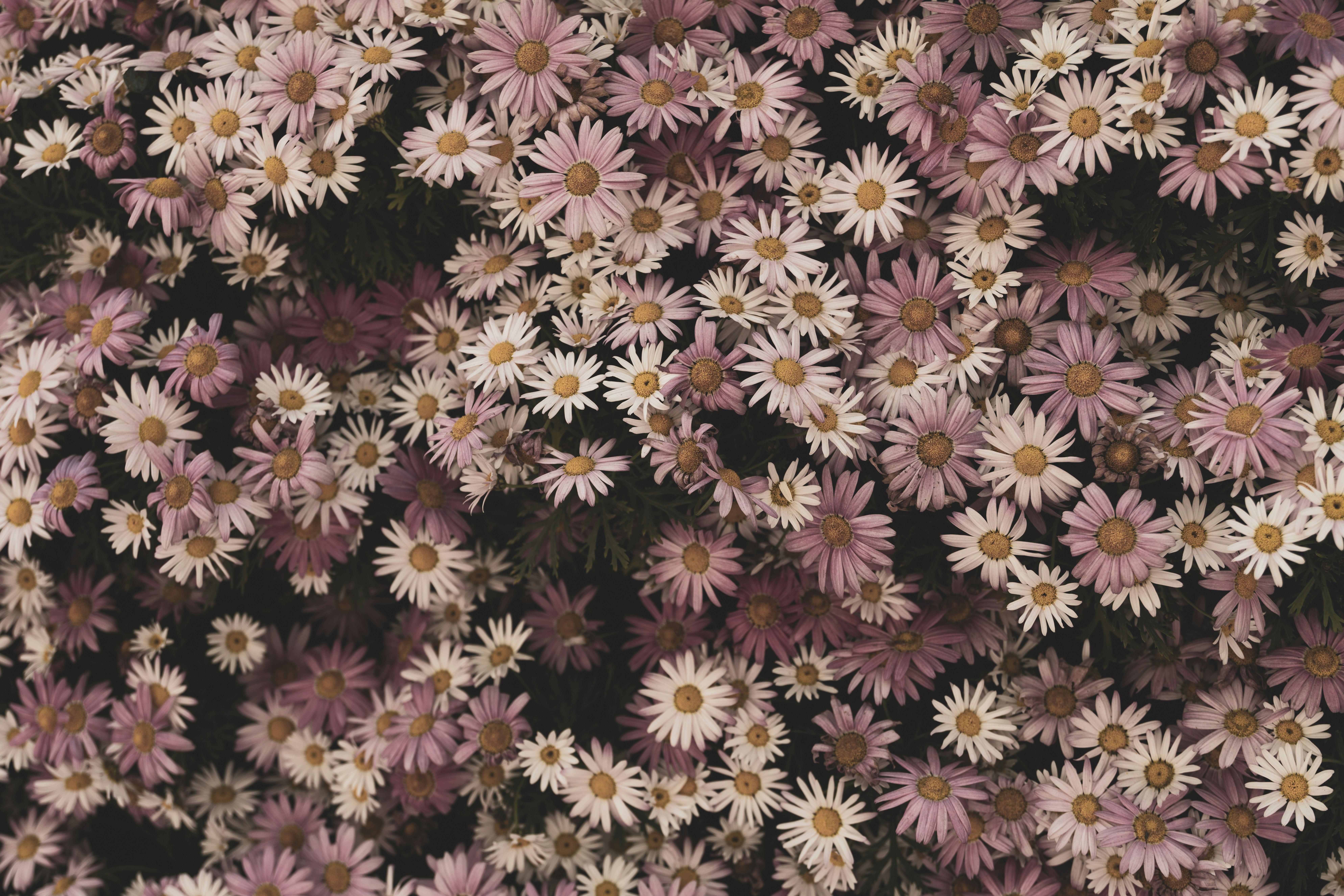 Petal Mosaic: A Velvet Field of Pink and Ivory Daisies