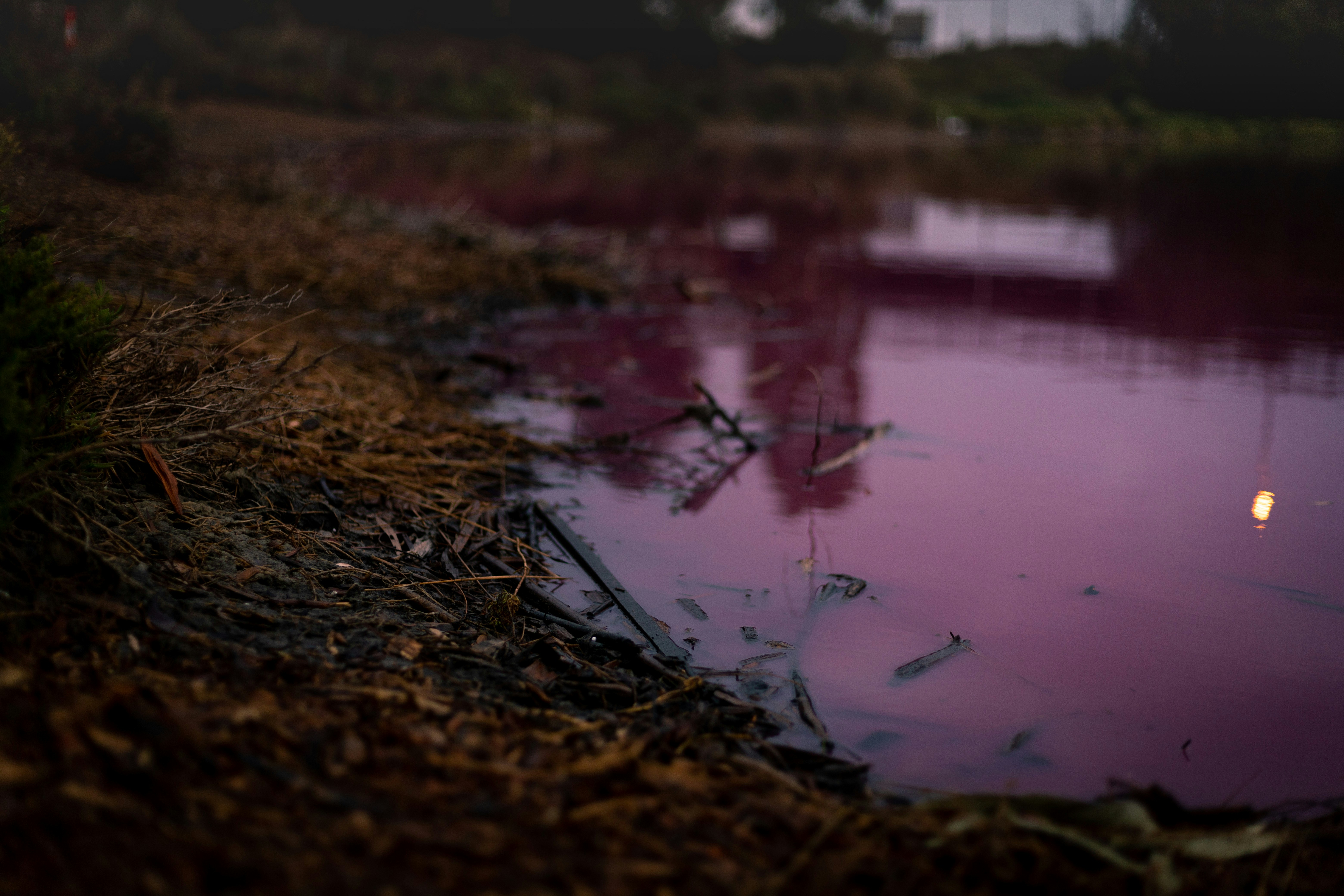 Rosy Waterline at Dusk: Debris Along a Quiet Mudbank