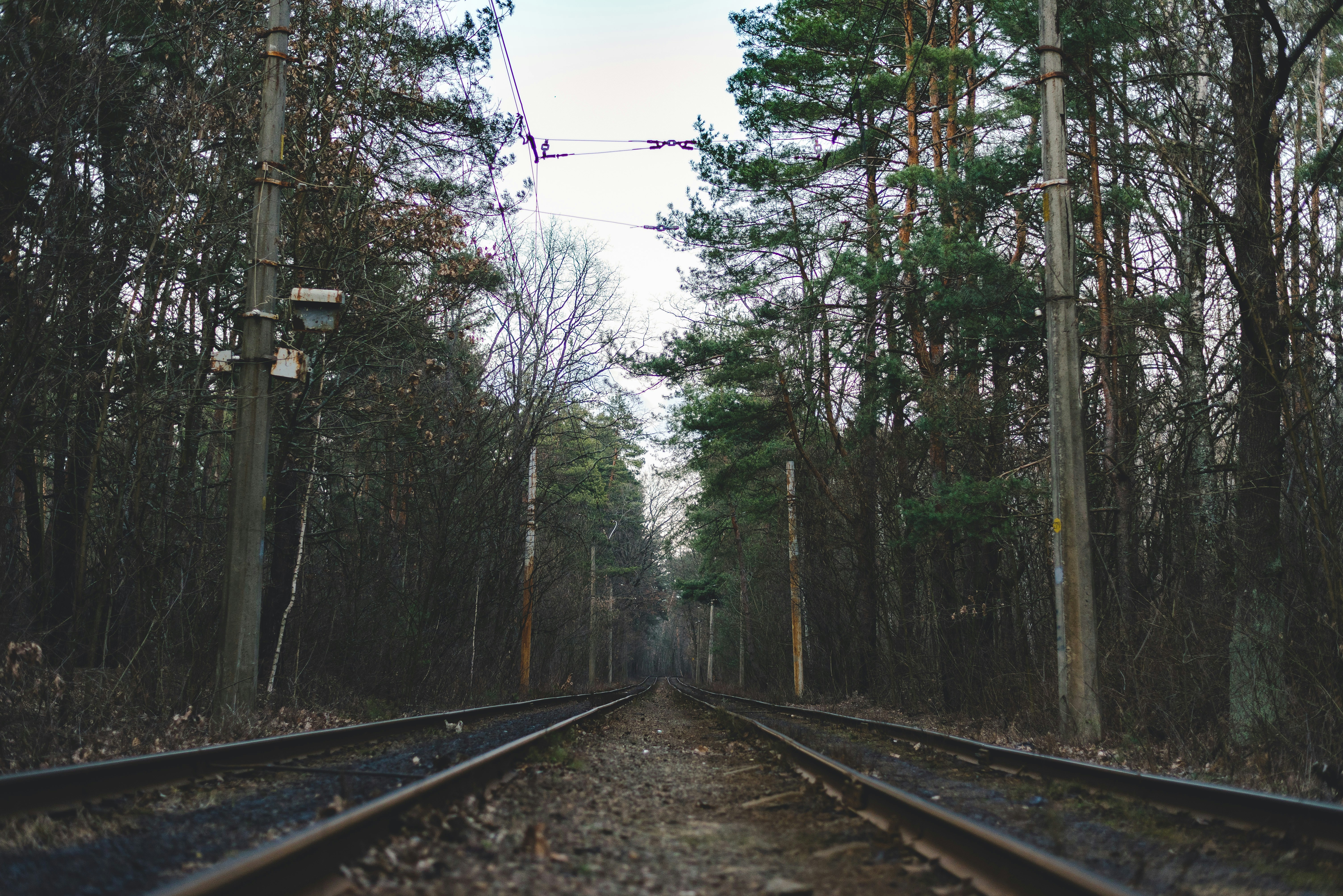 Train rail in between trees photo – Free Grey Image on Unsplash