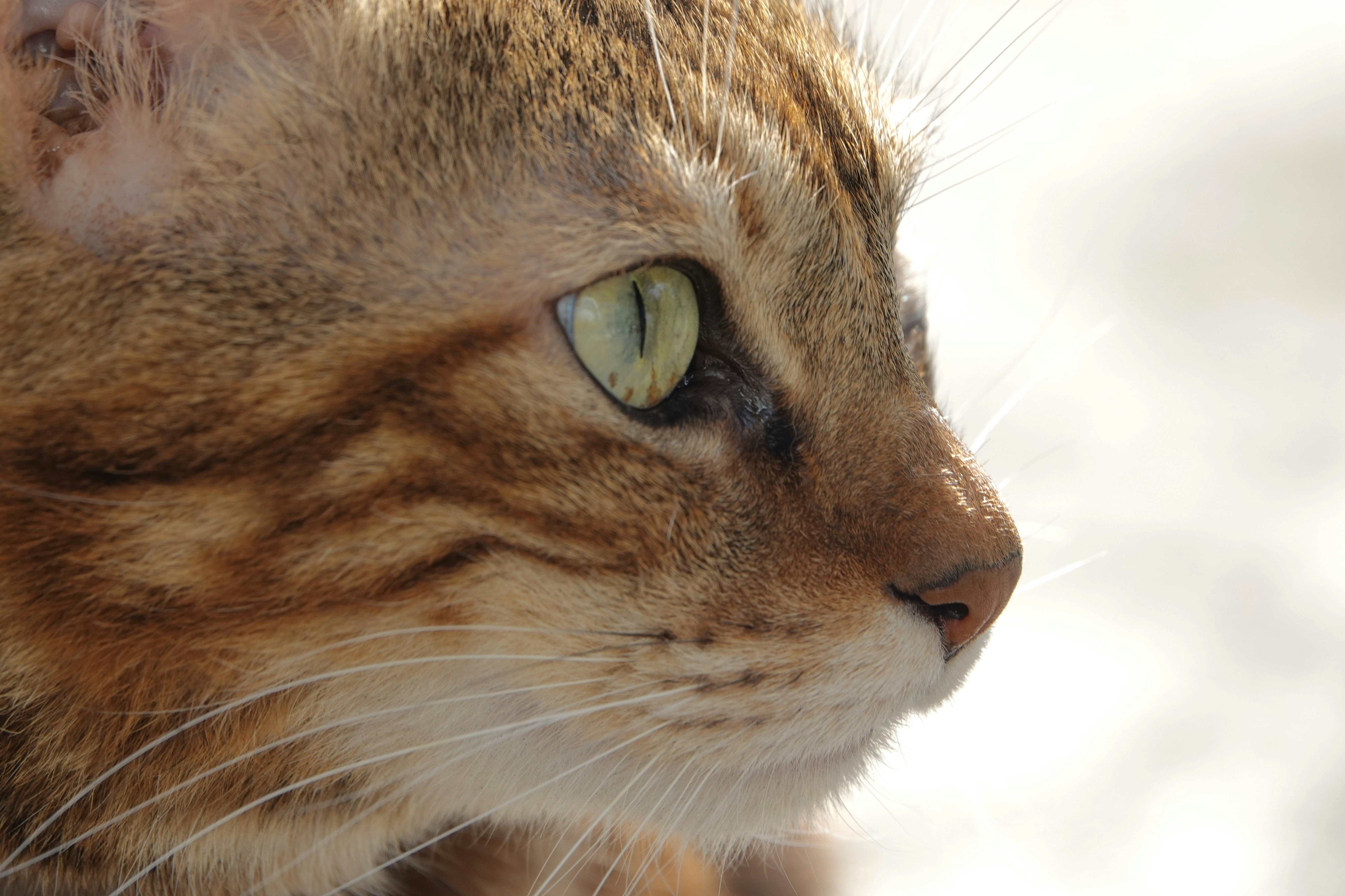 Close-up of a cat's profile, showcasing its striking green eyes and detailed fur patterns. The soft focus background enhances the subject's features.