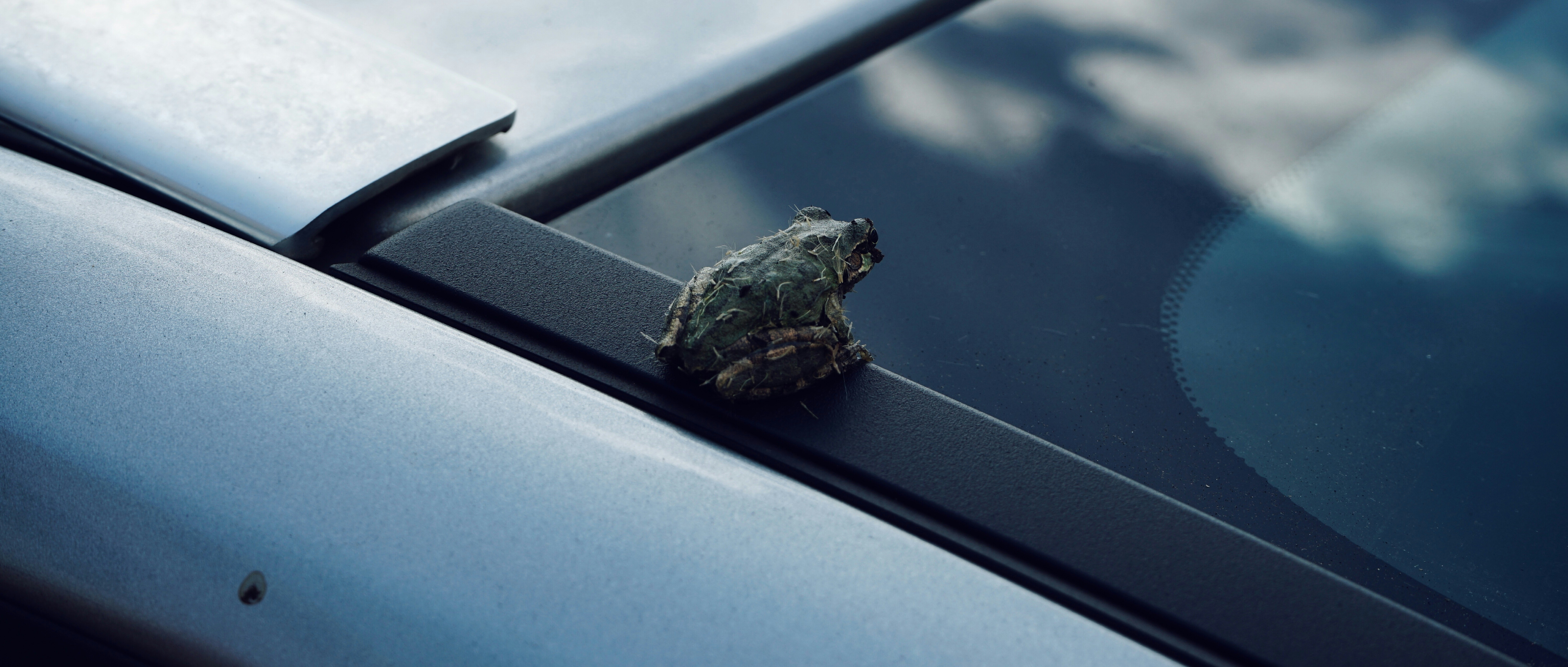 Tiny Frog on a Metallic Blue Windshield: A Surprising Pause