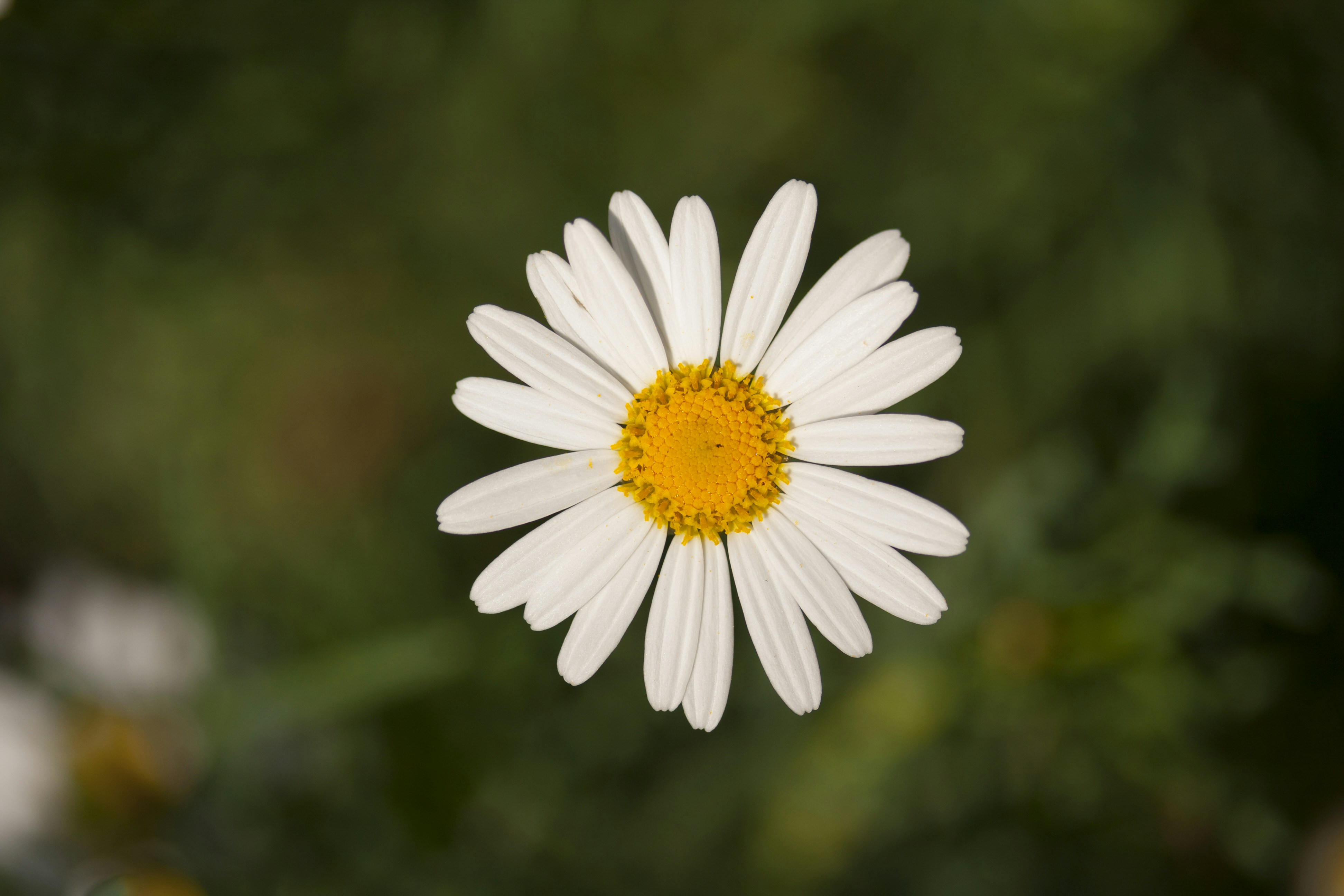 A single daisy blooms against a soft green backdrop, showcasing its white petals and vibrant yellow center.