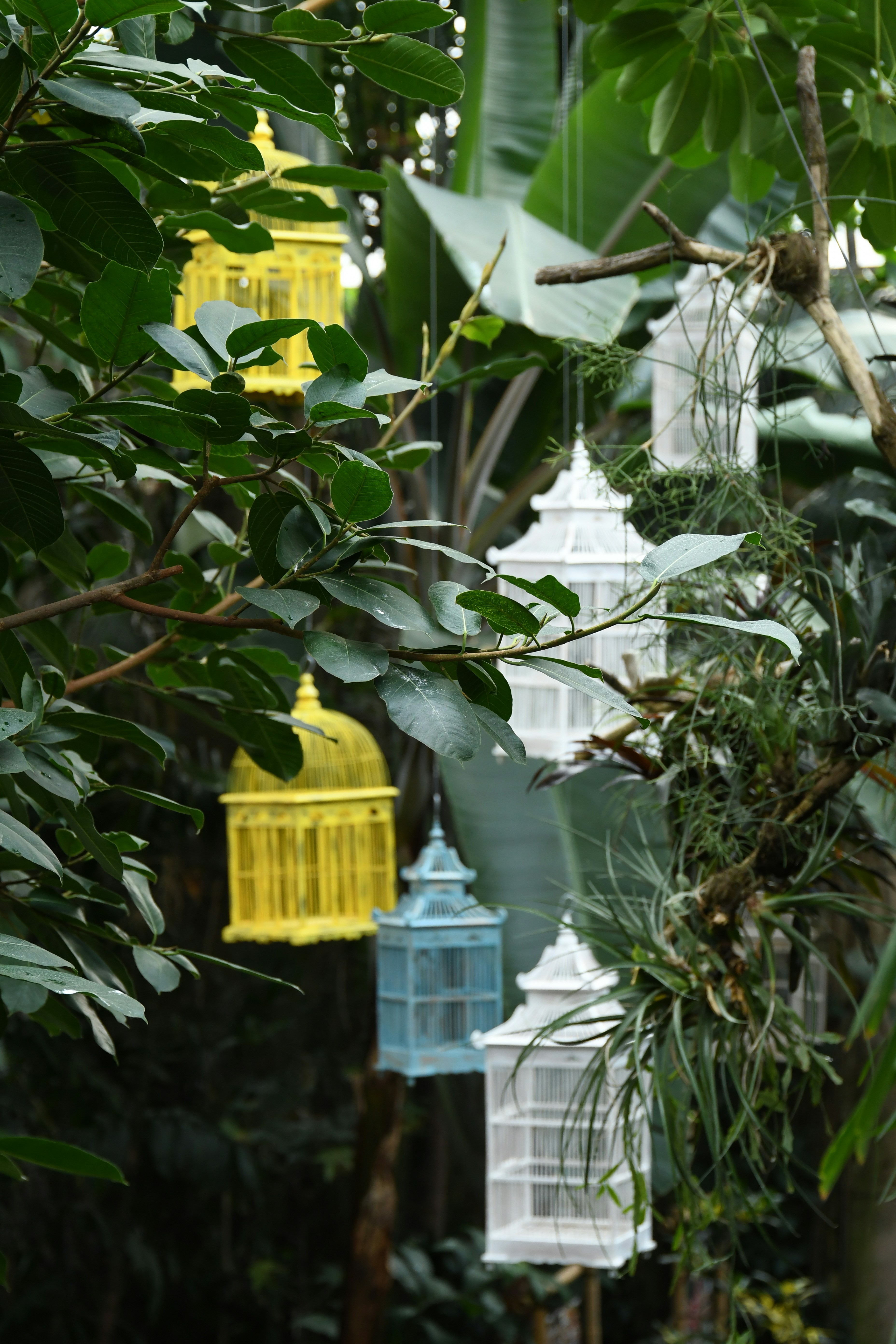 Vintage bird cages hanging in a botanic garden with lots of plants.