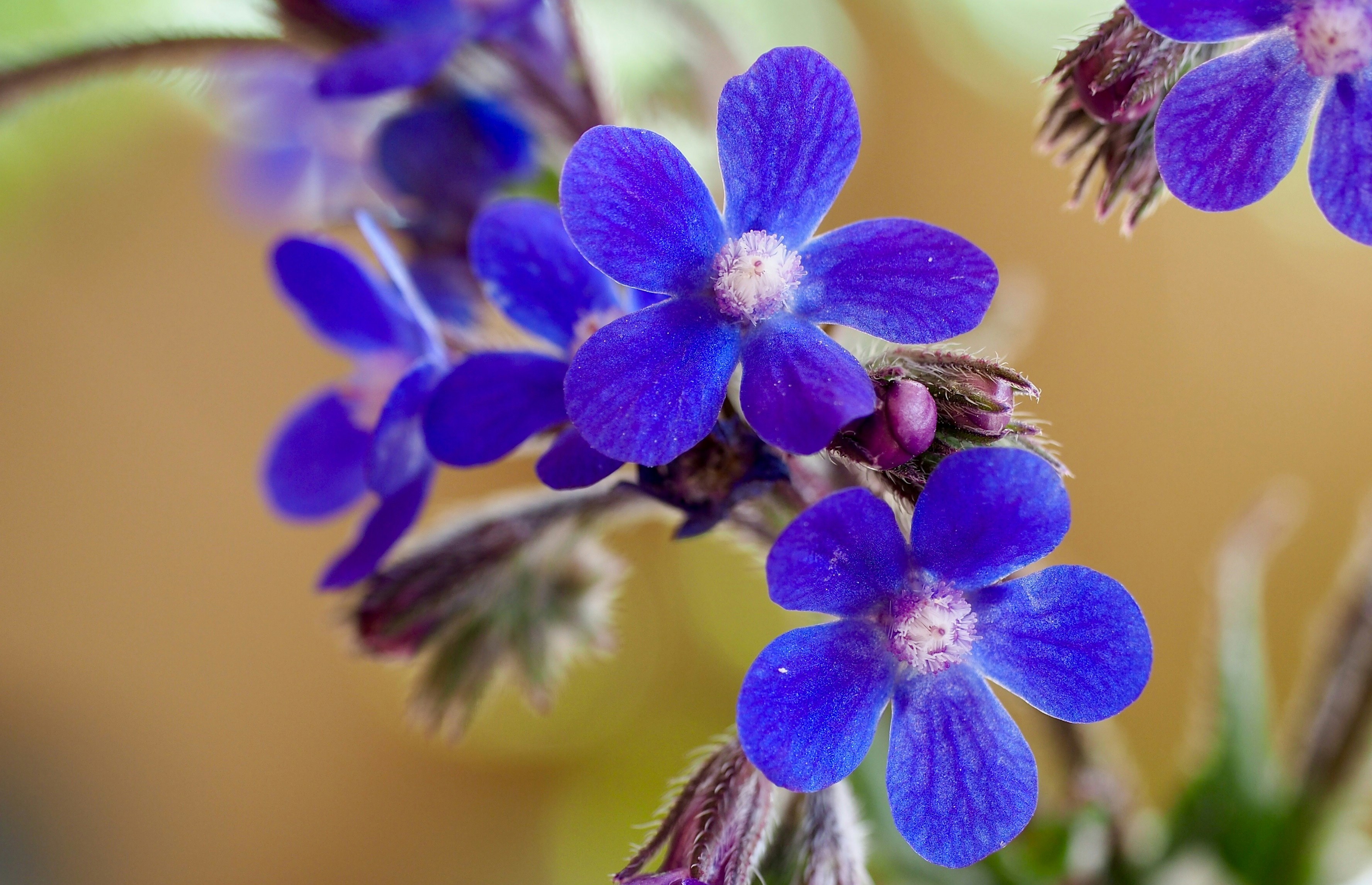 Blue Velvet in Golden Haze: Macro of Forget-Me-Not Blooms