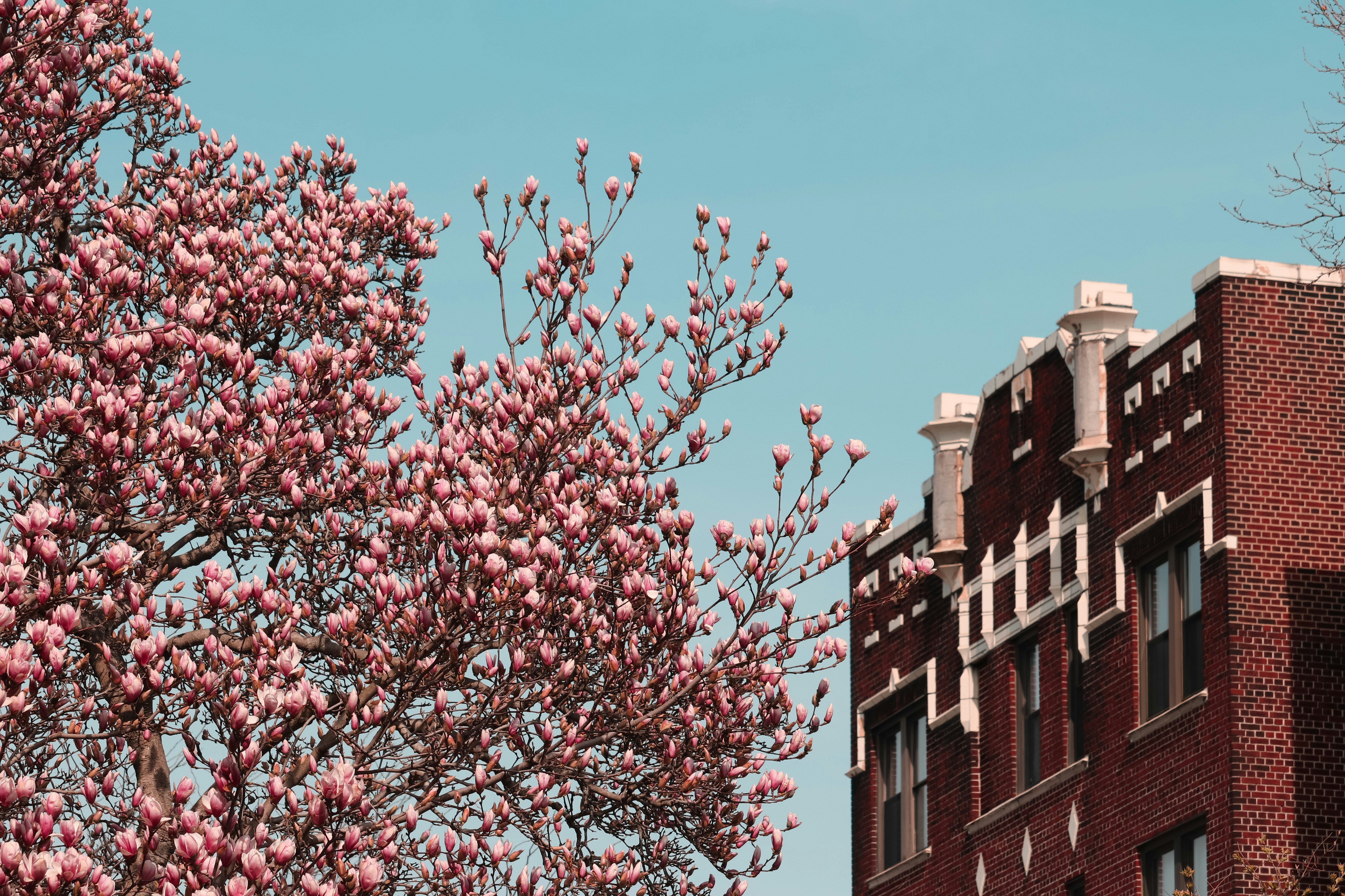Magnolia tree in full bloom juxtaposed with a vintage brick building under a clear blue sky.