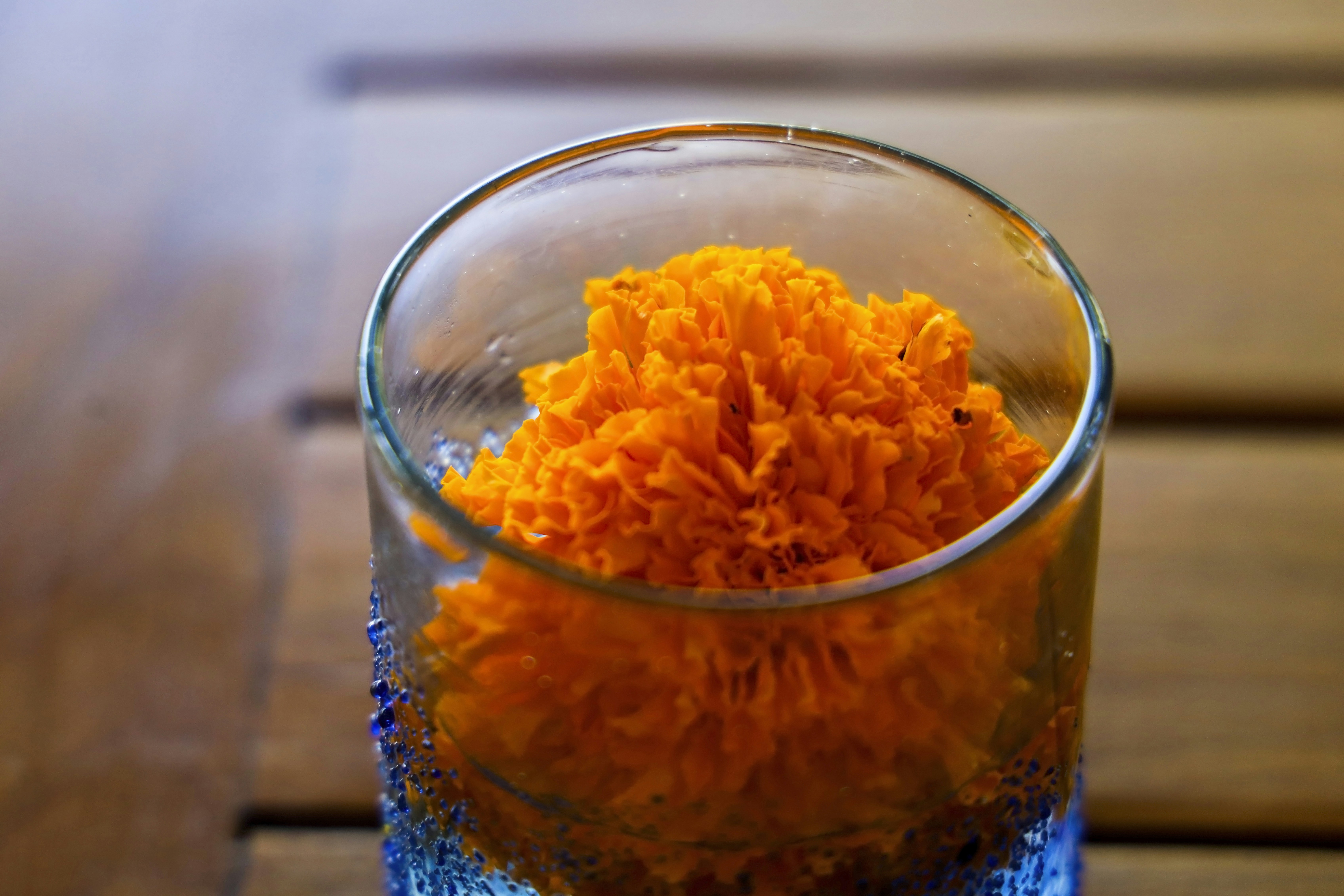 flowers and plant | 19 best free flower, plant, blossom and petal ...