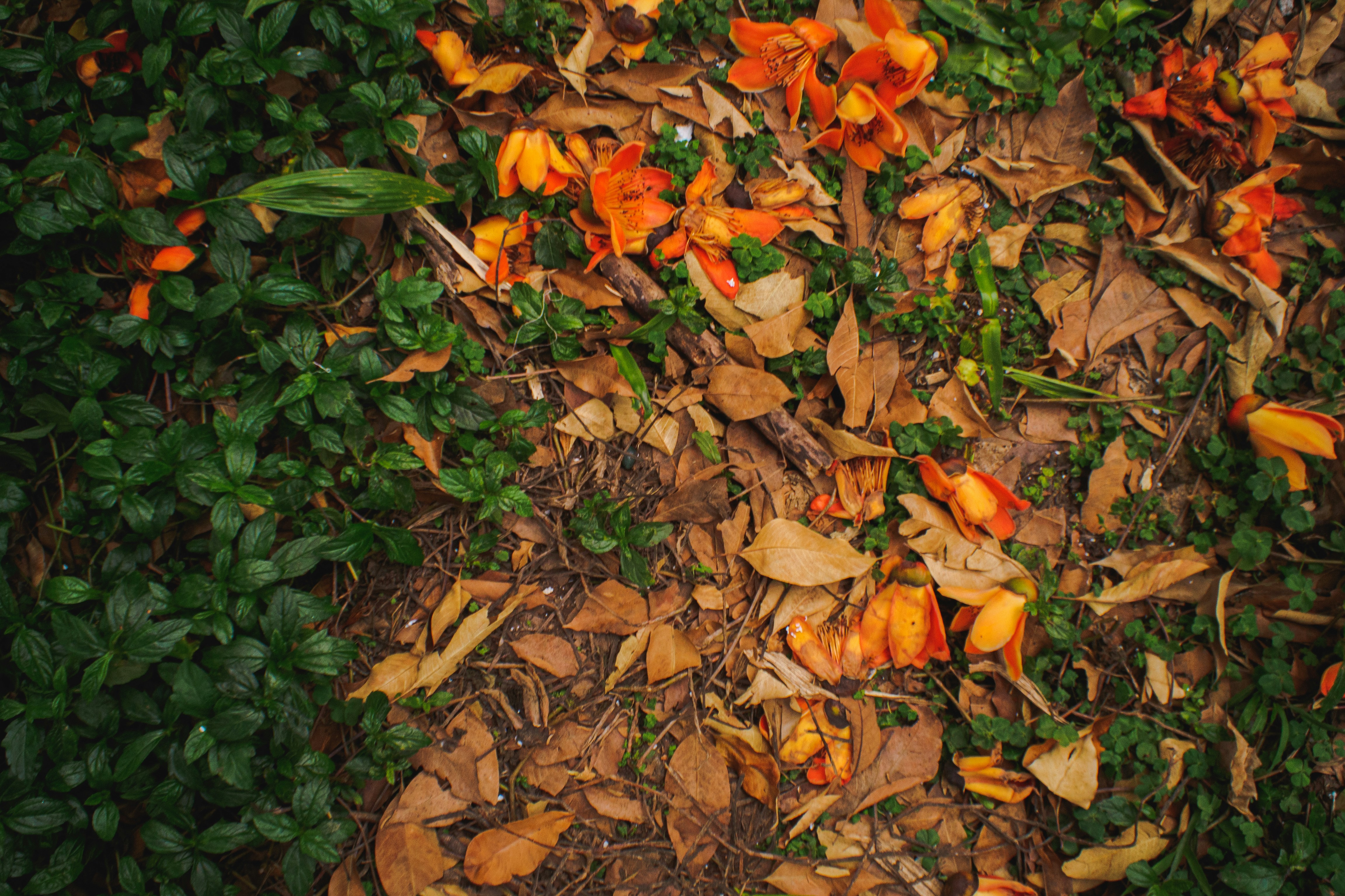Vibrant orange petals scattered among earthy leaves and lush greenery, creating a rich tapestry on the forest floor.