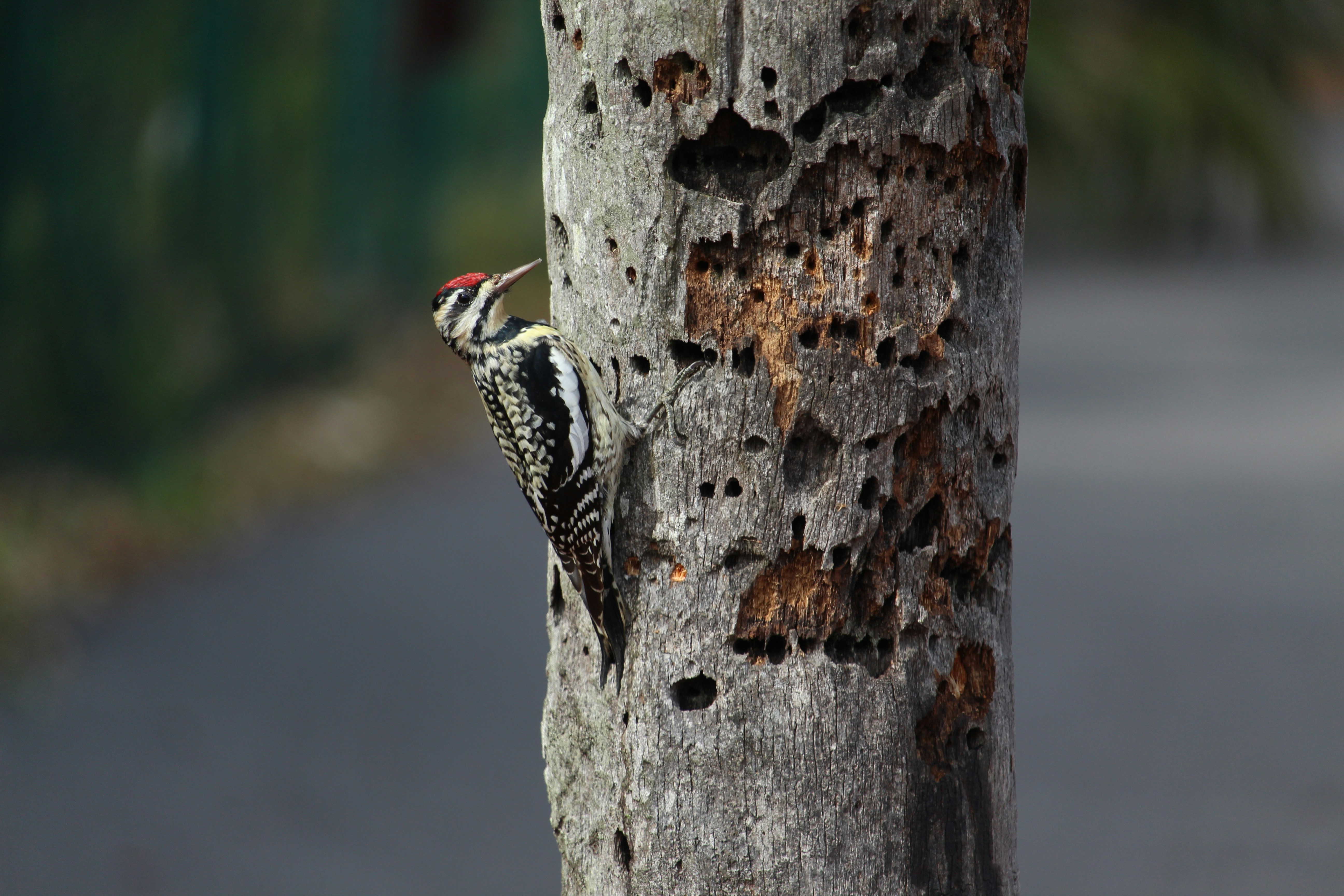 Woodpecker in Profile on Weathered Tree Trunk