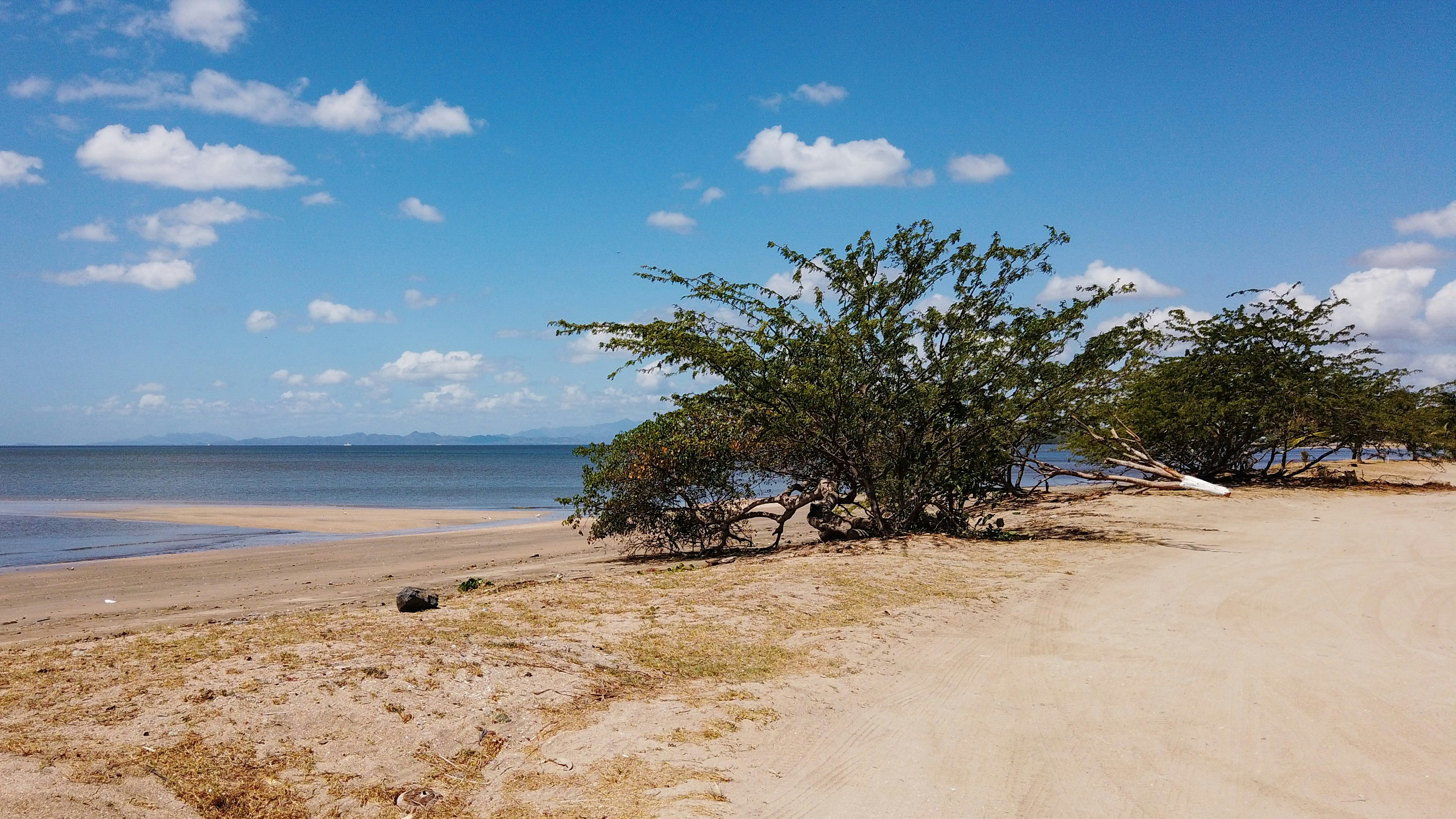 Sandy beach with sparse trees under a clear blue sky beside a calm ocean.