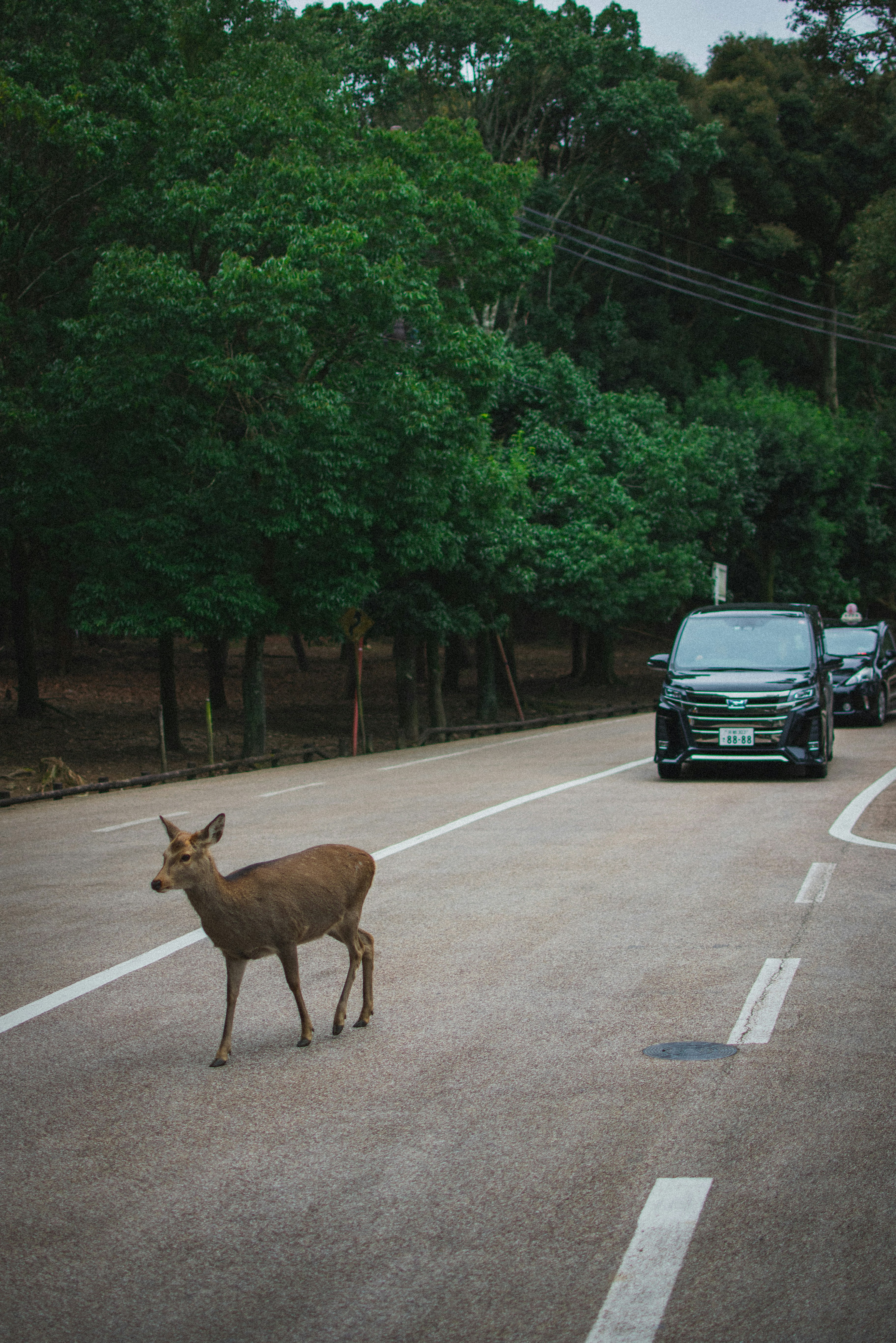 A deer cautiously crosses a quiet road, flanked by dense greenery and a passing vehicle. The scene captures the intersection of nature and human activity.