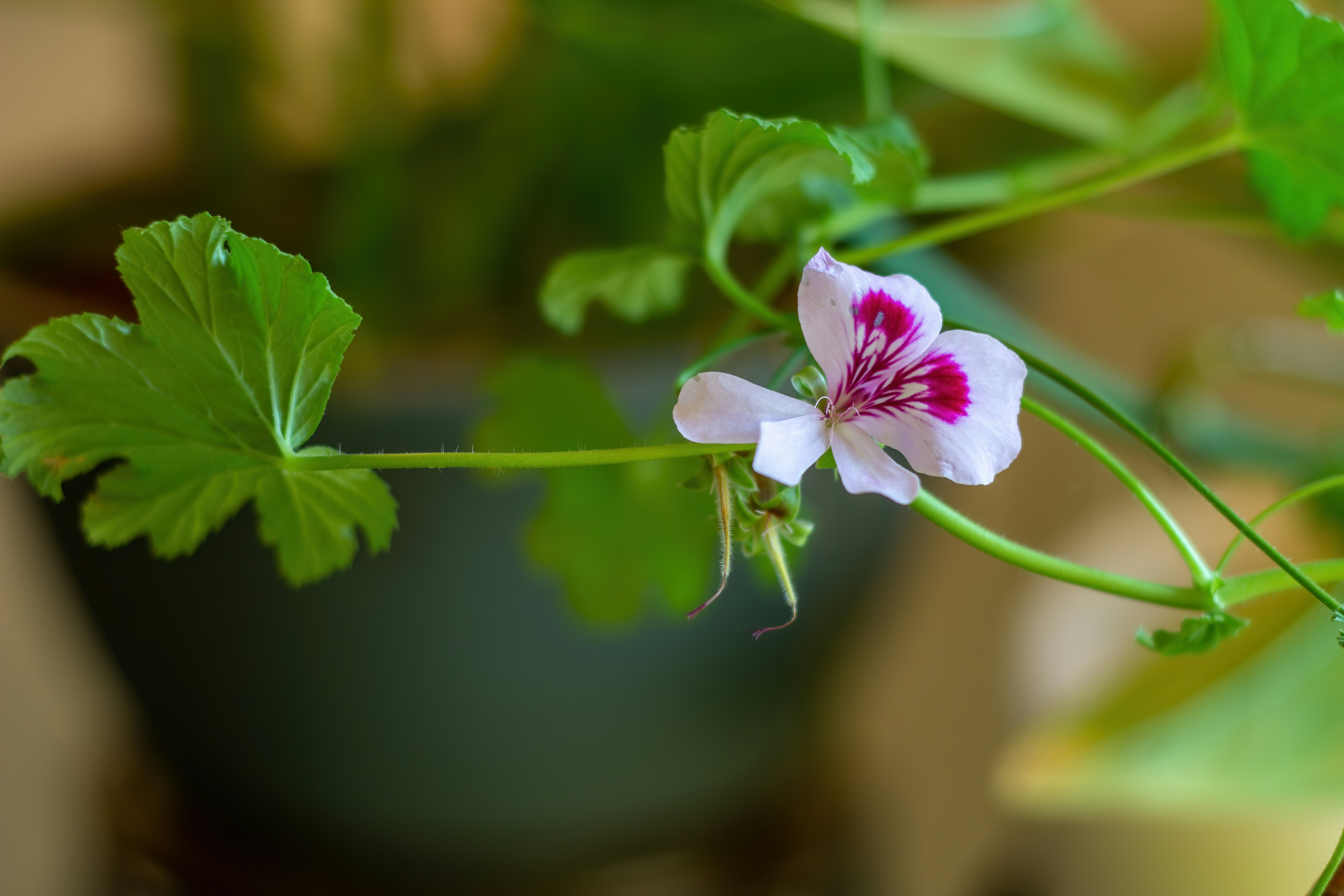 Lemon-scented geranium blossom. 