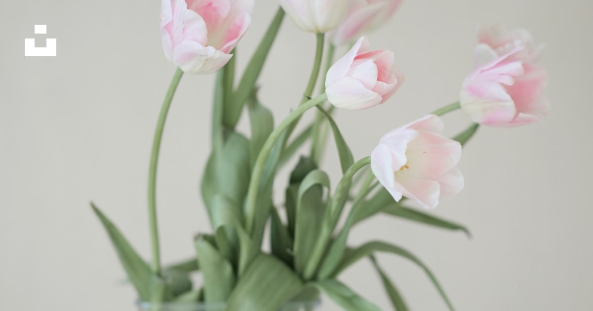 Pink And White Flowers In Clear Glass Vase Photo Free Grey Image On