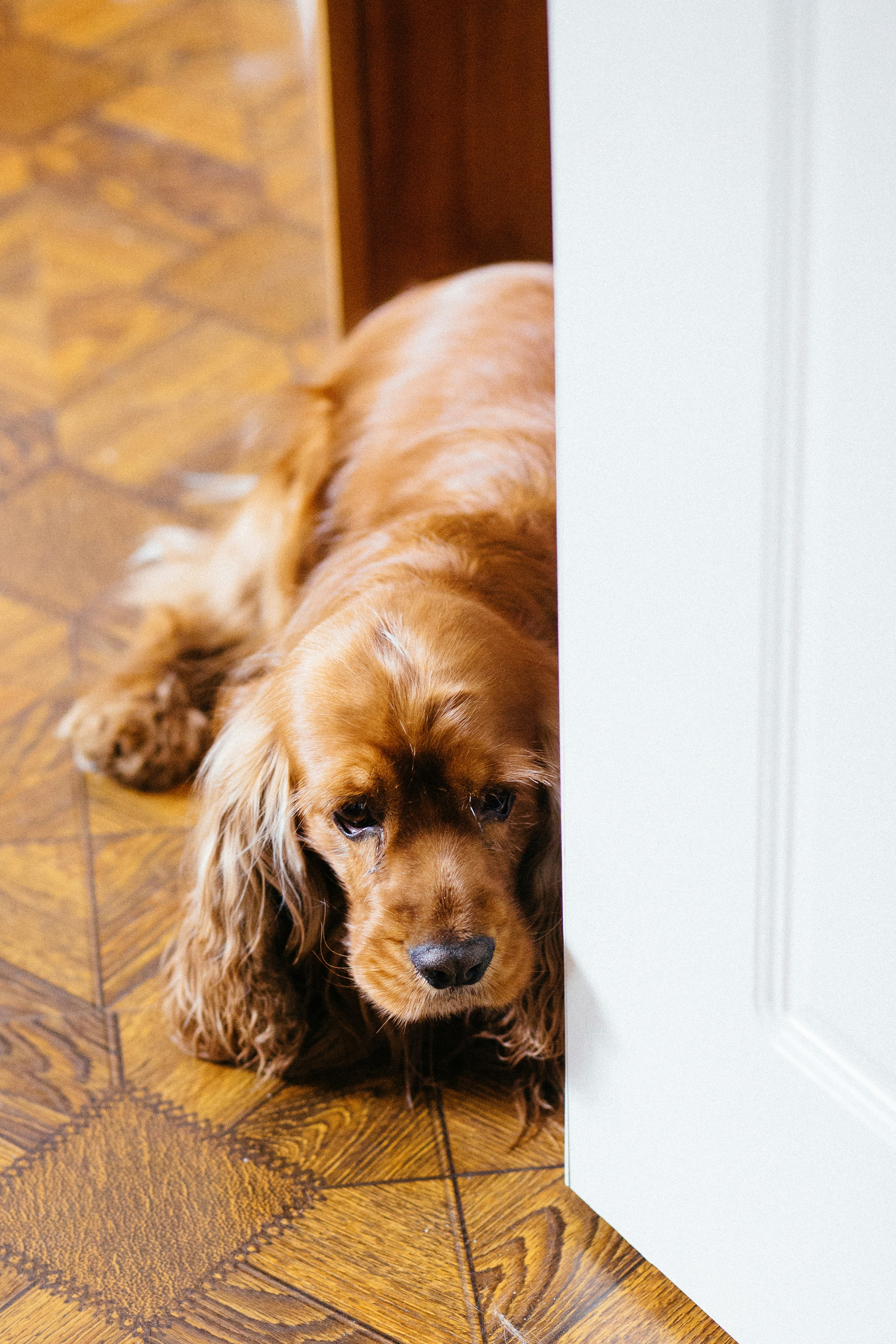 Golden Cocker Spaniel Peeking from the Doorway