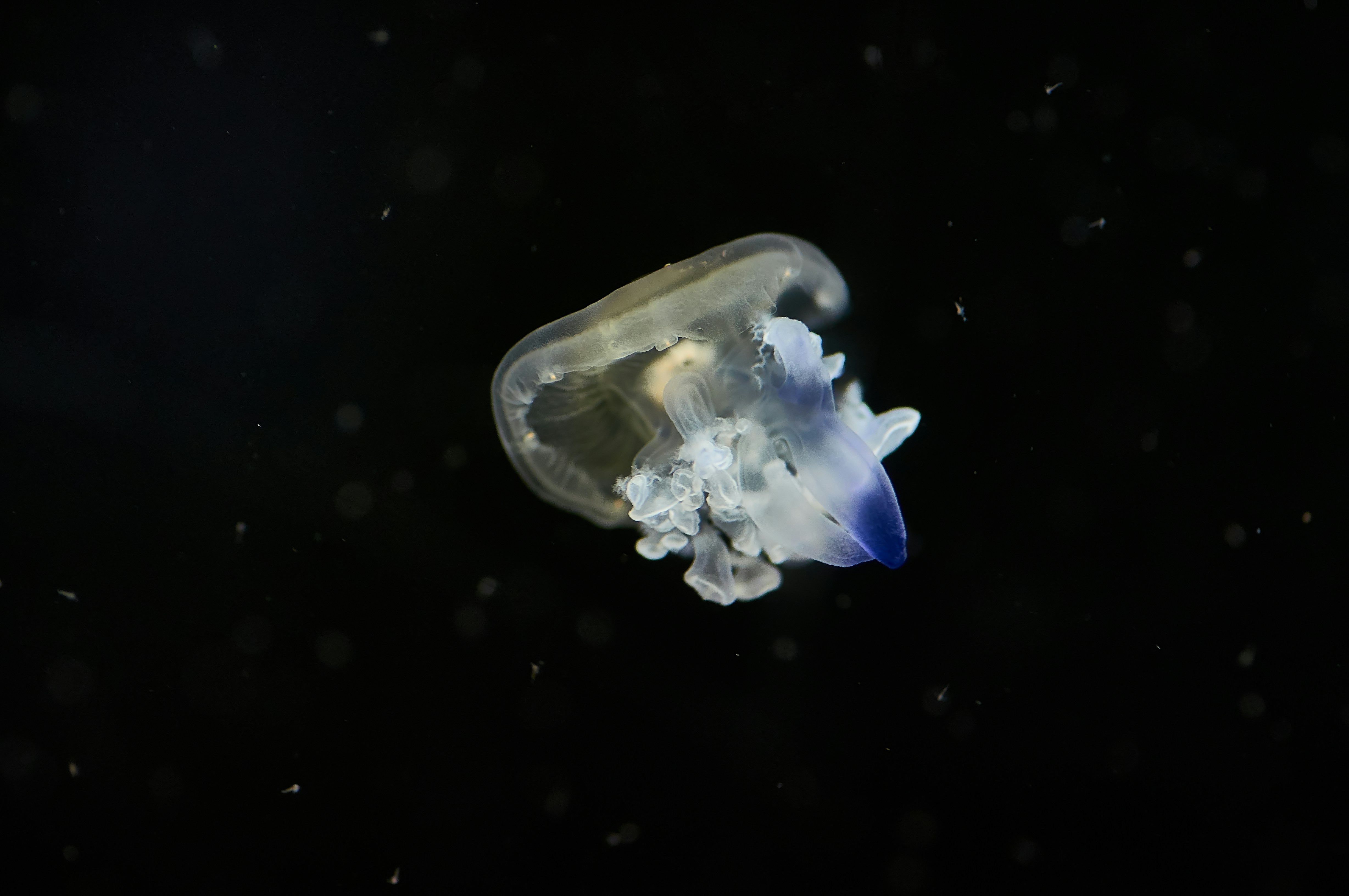 White and gray jellyfish in water photo – Free Grey Image on Unsplash