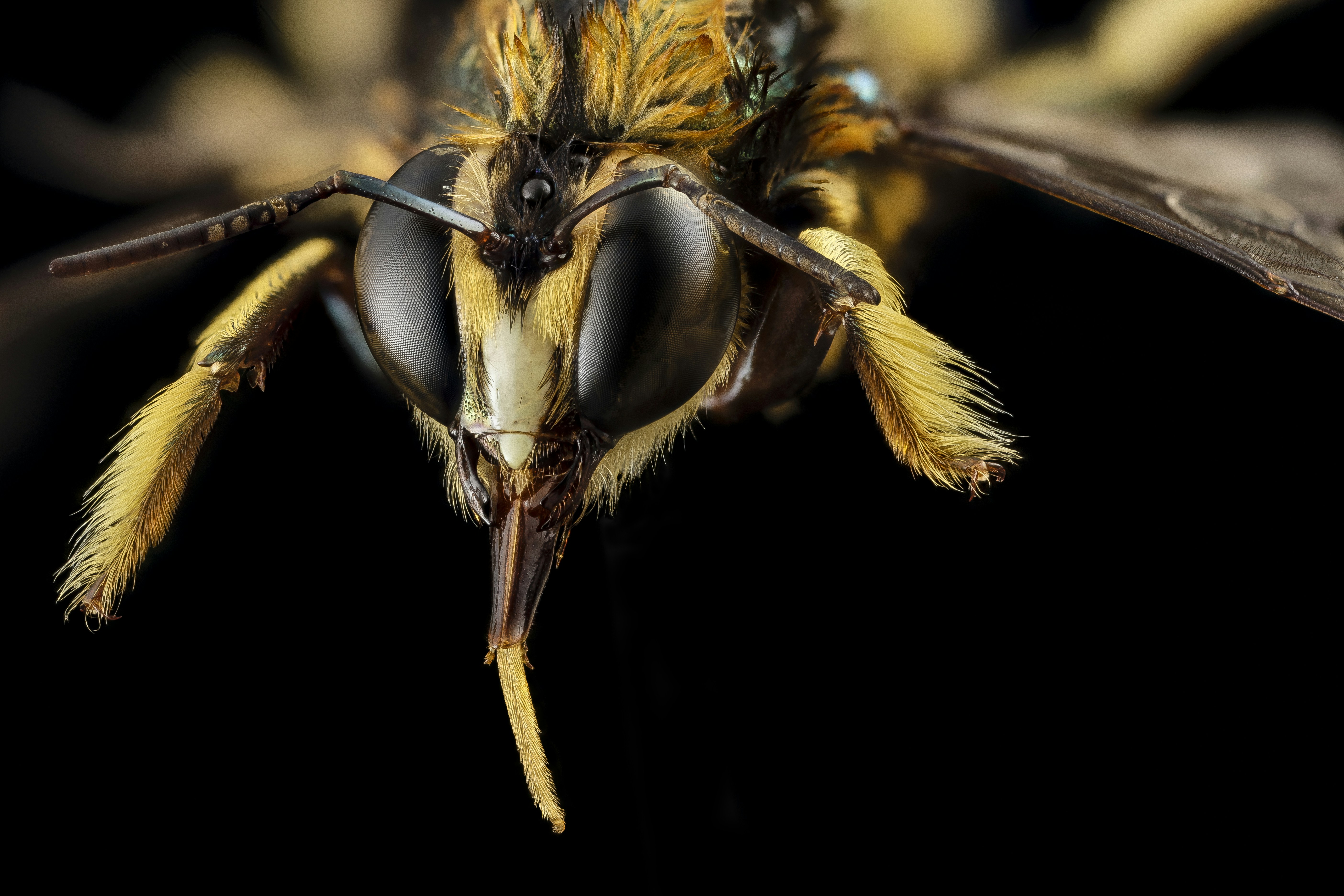 Yellow and black bee in close up photography photo – Free Photo Image ...