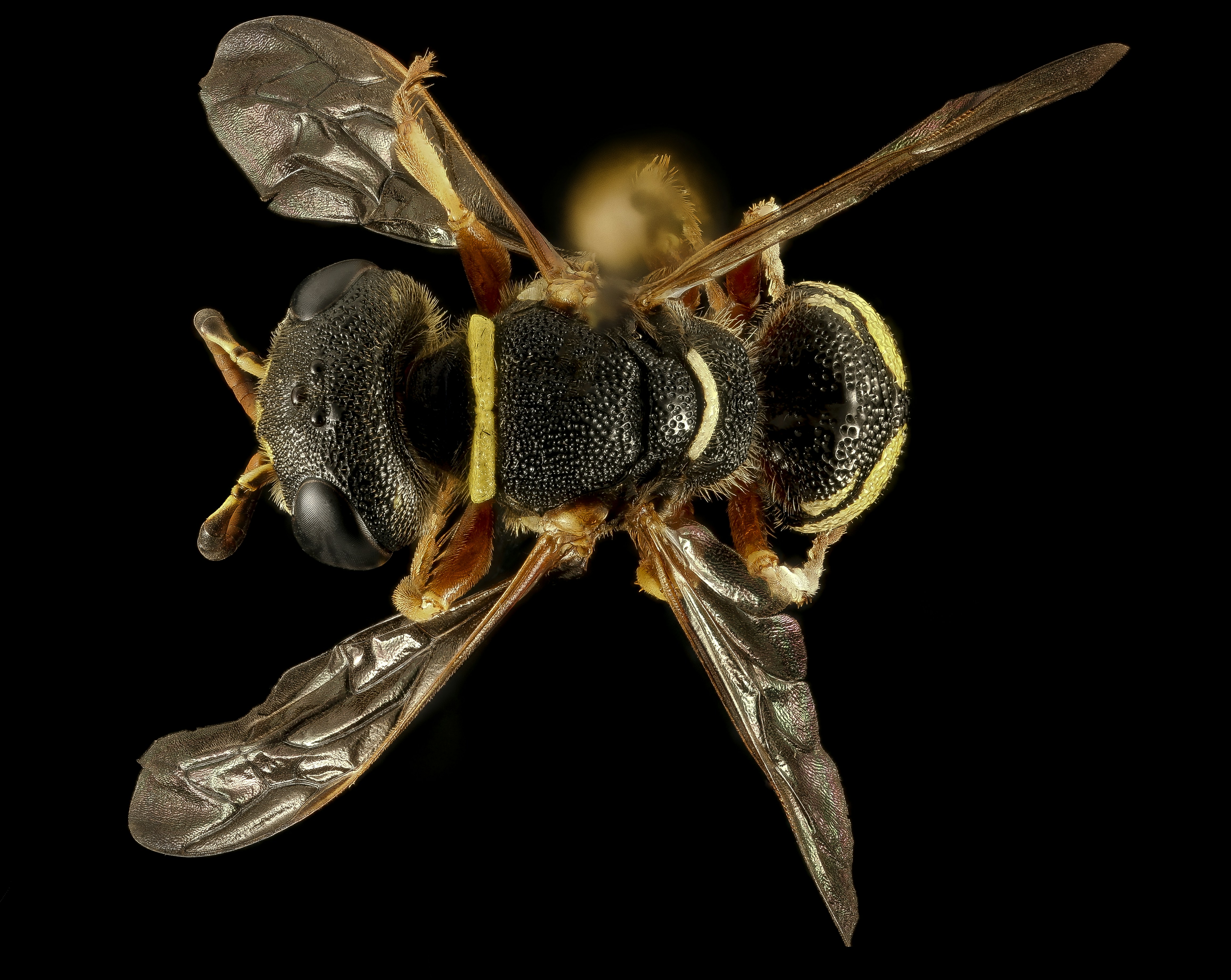 Black and yellow bee in close up photography photo – Free Animal Image ...