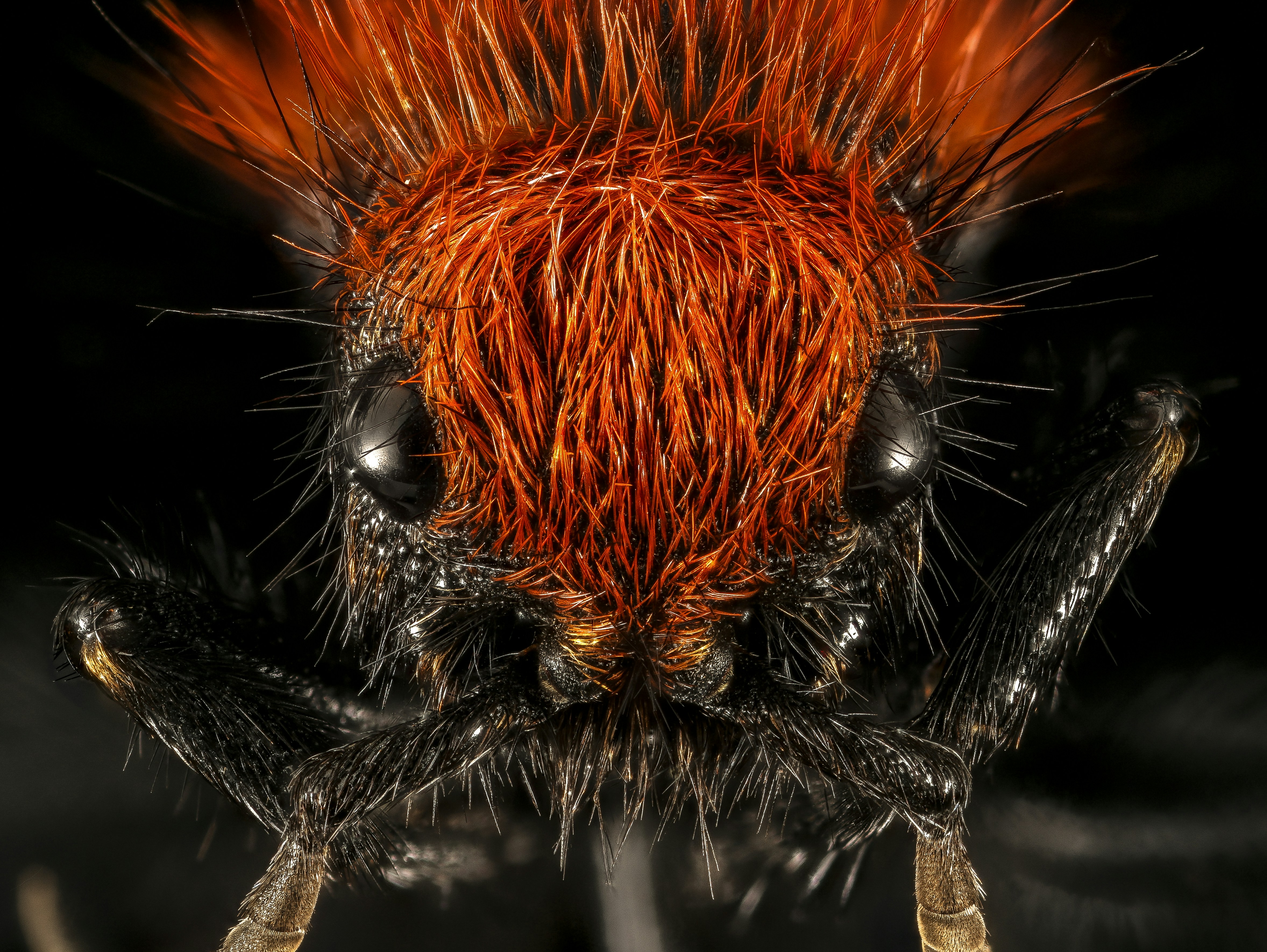 Insects | 9 best free insect, invertebrate, animal and bee photos on ...