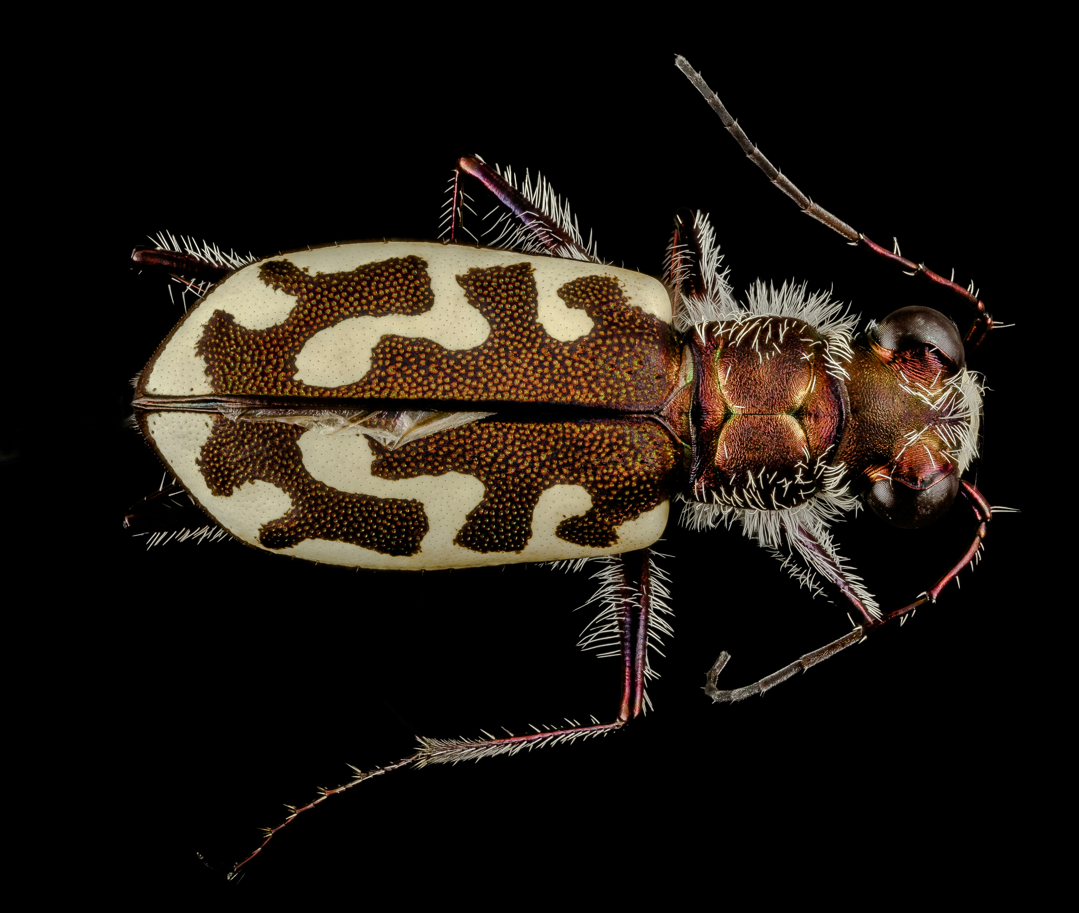 Insecte rayé rose et noir photo – Photo Brun Gratuite sur Unsplash