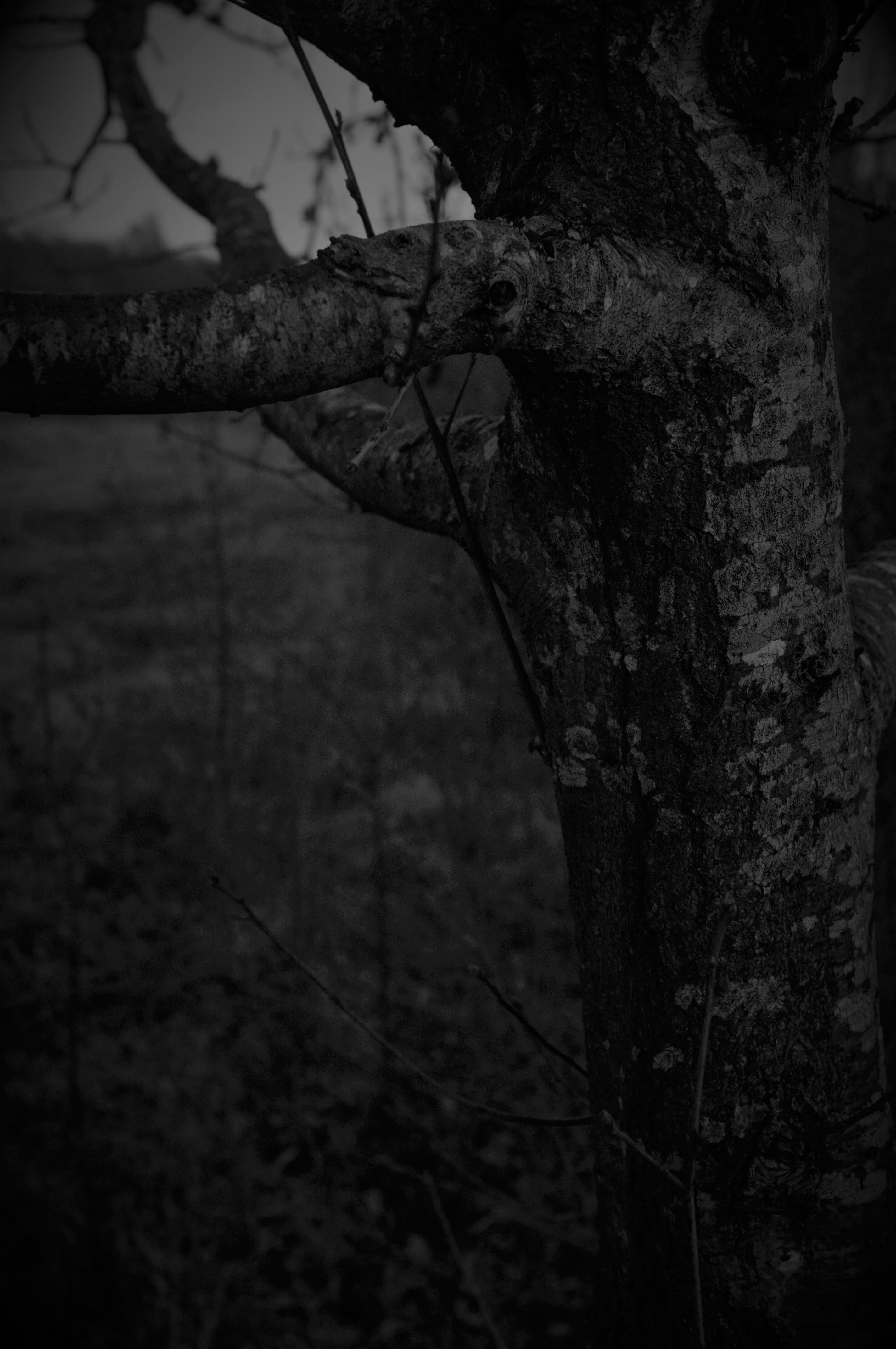 Close-up of a textured tree trunk with intricate bark patterns, set against a softly blurred background. The image evokes a sense of quiet solitude.