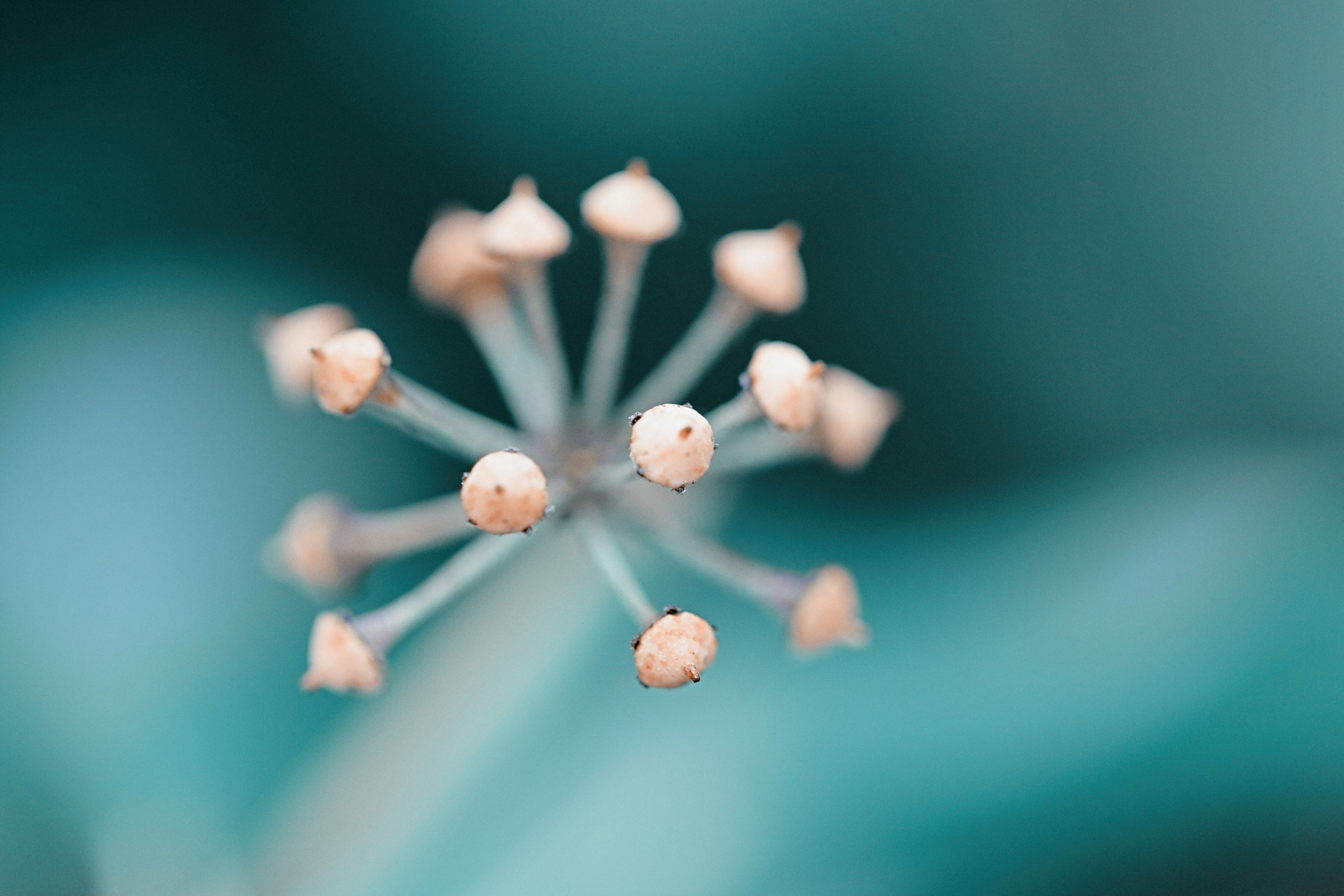 Teal Macro Crown: A Close-Up of a Flower's Stamen
