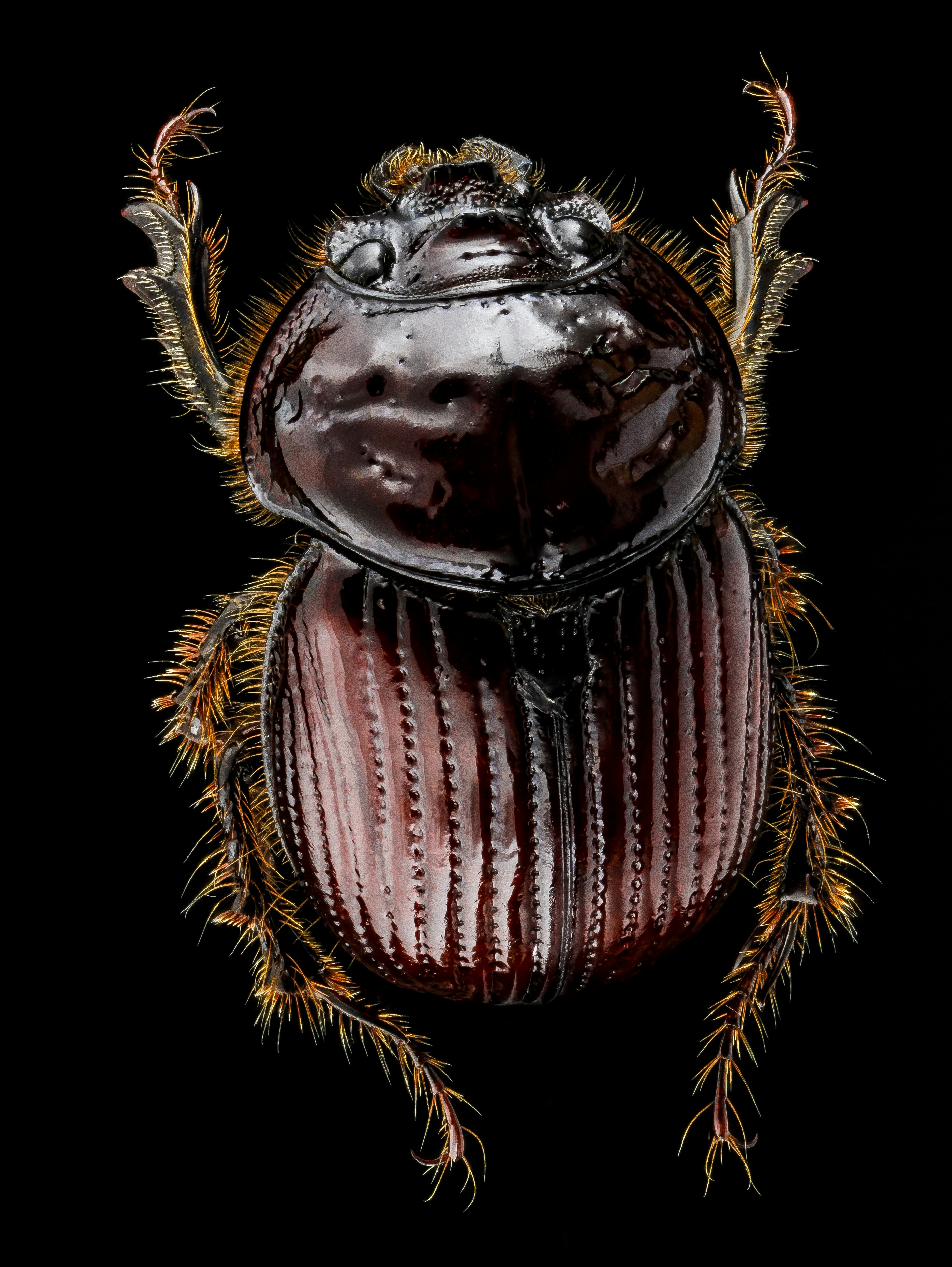 Beetle Pictures | Download Free Images on Unsplash