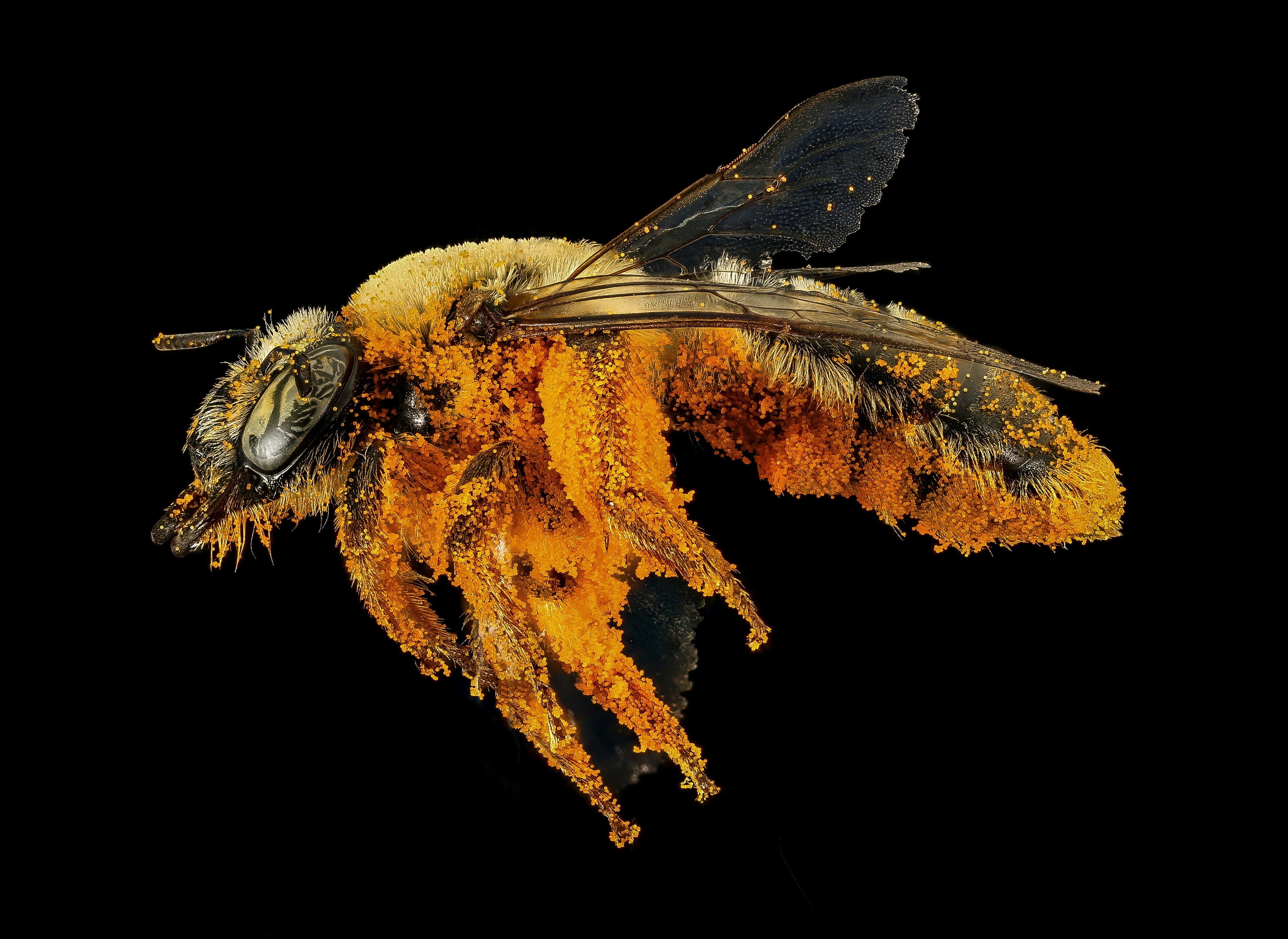 Abeille noire et brune sur fond blanc photo – Image gratuite de Animal sur Unsplash