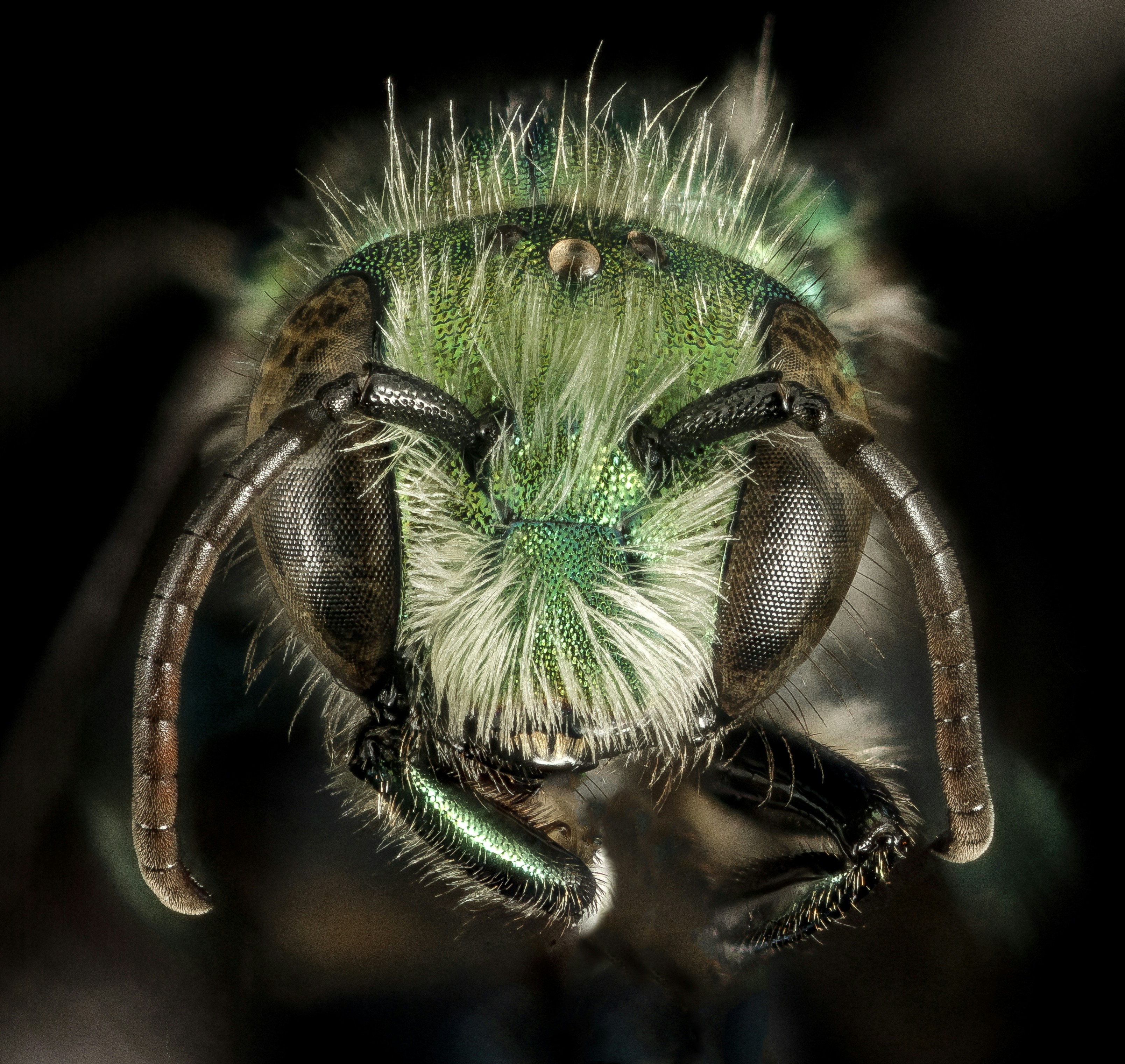 Foto Fotografía macro de insectos verdes y marrones – Imagen Animal ...