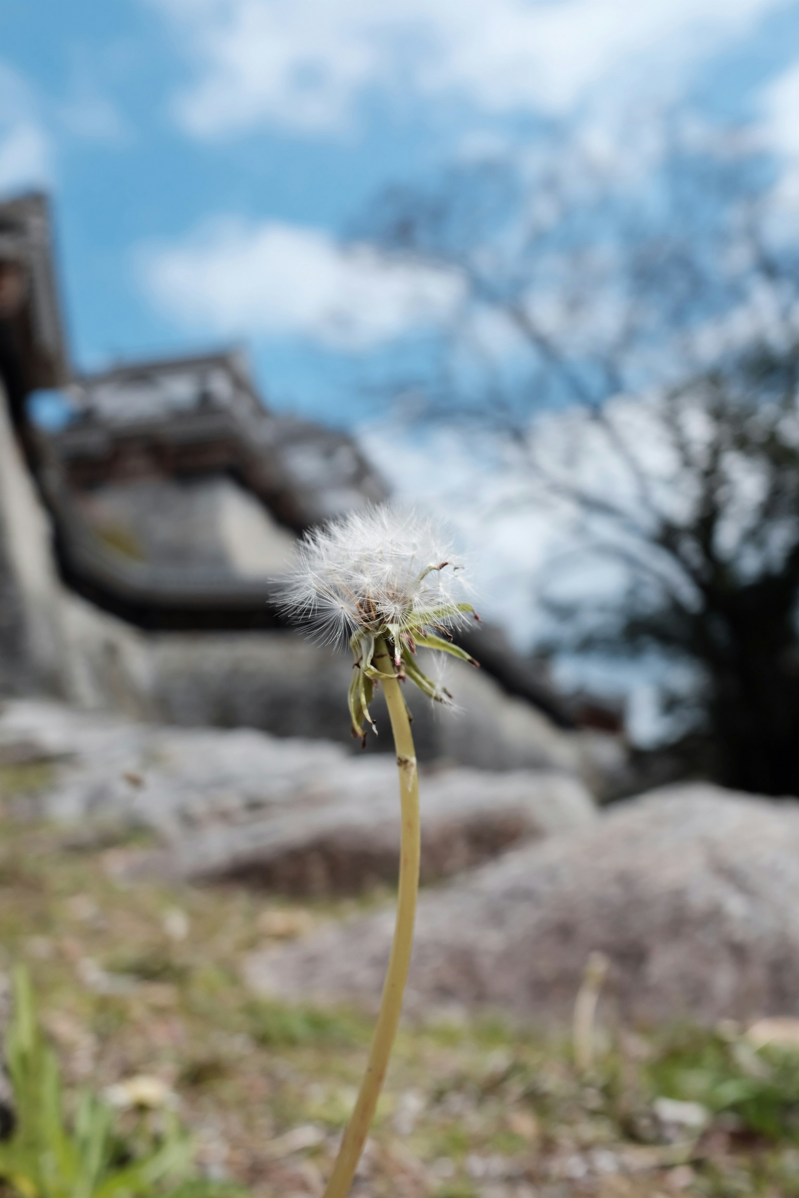 white dandelion in close up photography