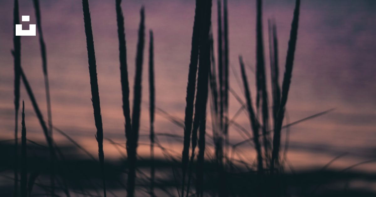 Green Grass Near Body Of Water During Sunset Photo Free Dennis Image