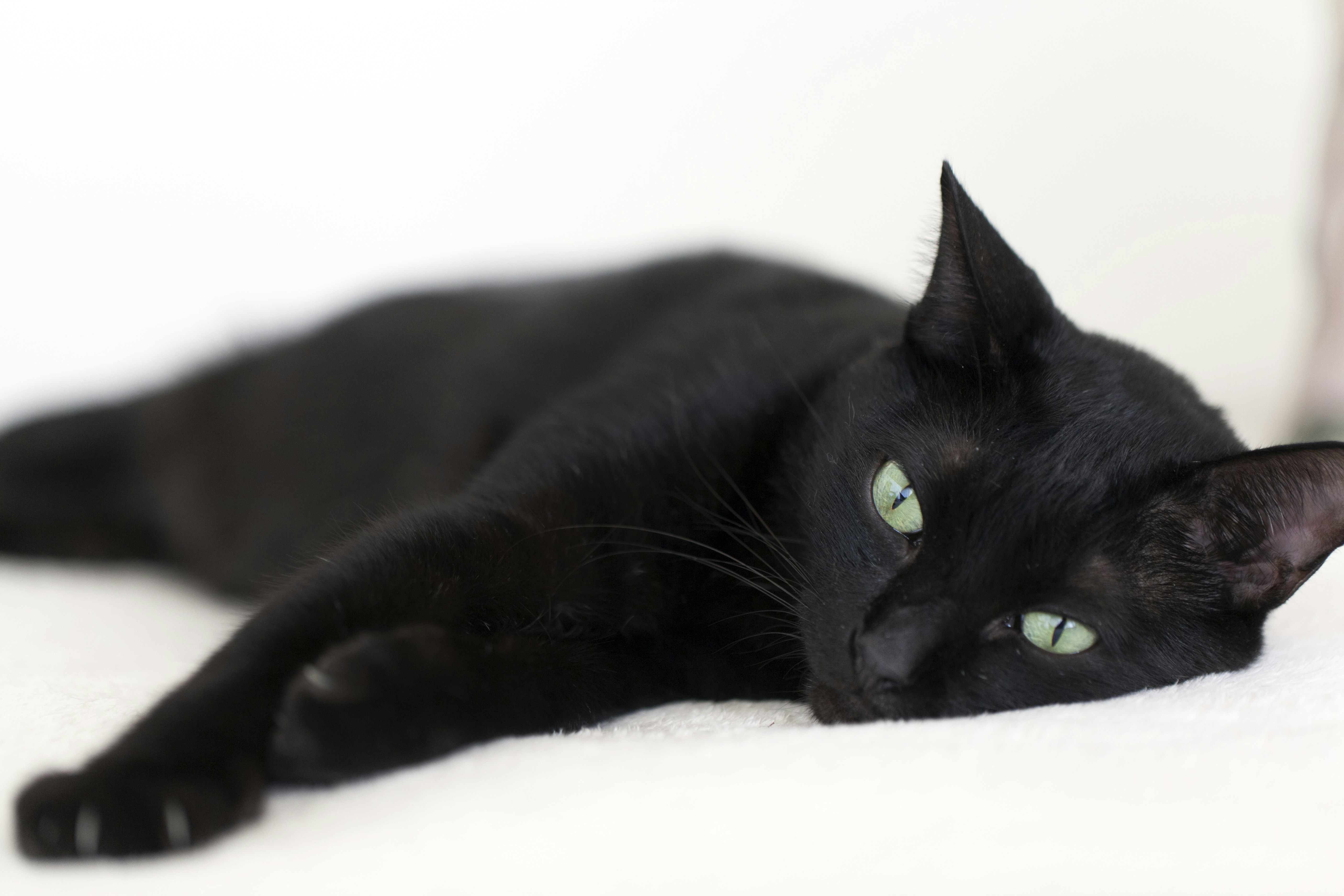 Restful Black Cat in Soft Light