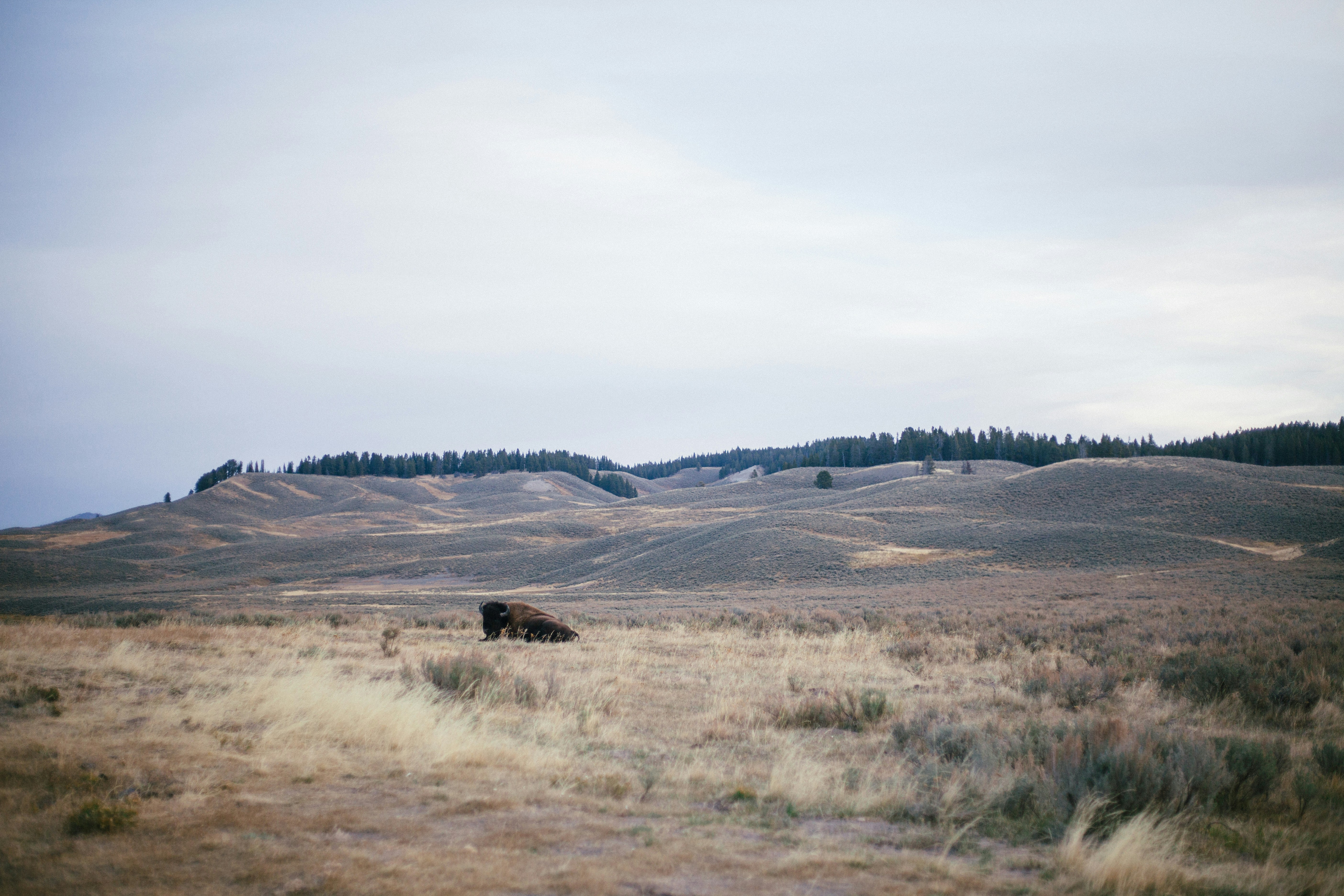 A solitary bison grazes in a vast prairie landscape, framed by gentle rolling hills and a soft, overcast sky.
