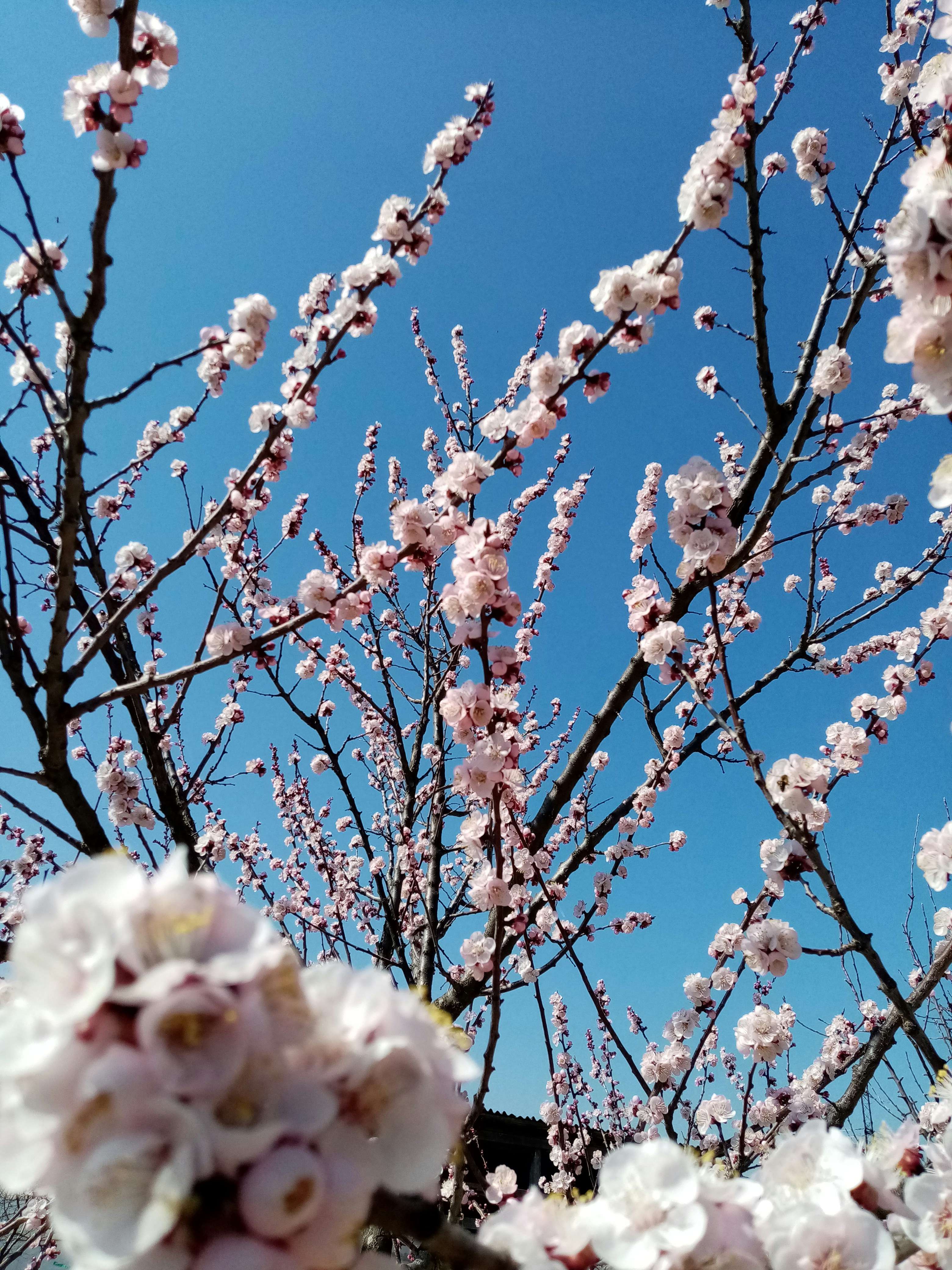 Delicate pink blossoms adorn branches against a vibrant blue sky, capturing the essence of spring's arrival.