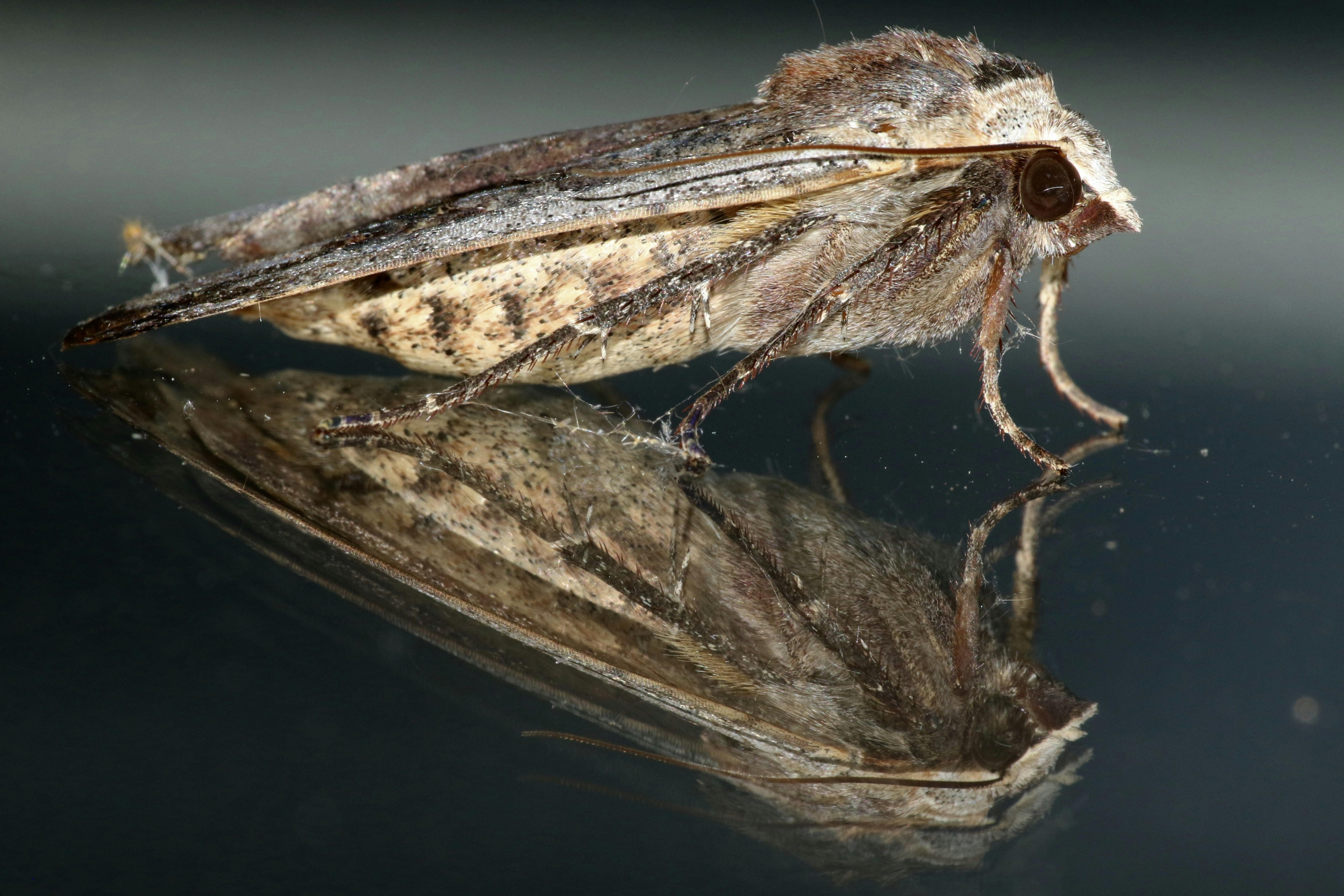 A detailed close-up of a moth resting on a reflective surface, showcasing its intricate wing patterns and textures. The image captures the delicate beauty of this nocturnal insect.