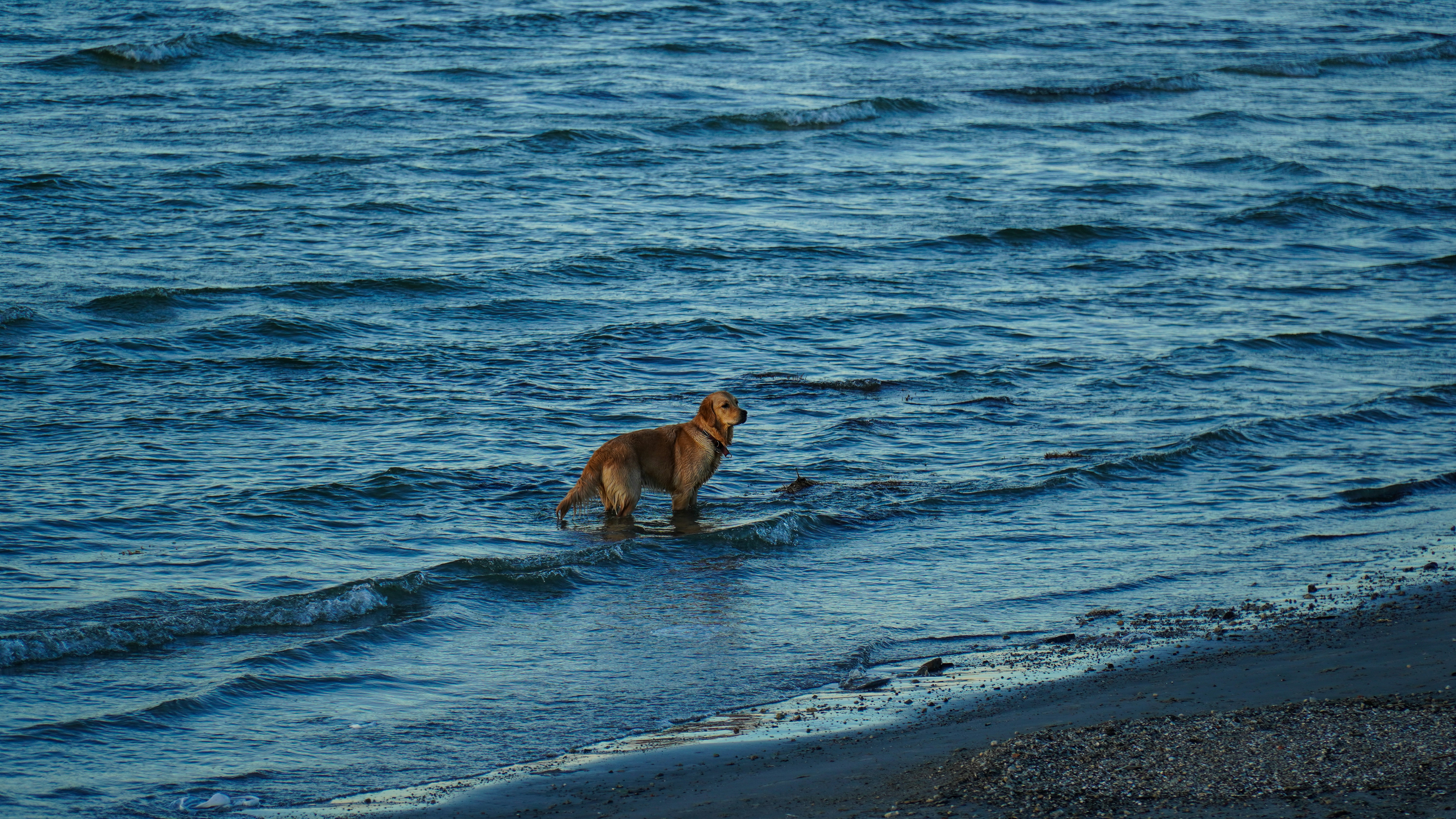 A golden retriever wades through gentle waves along a tranquil beach, capturing a moment of playful exploration.