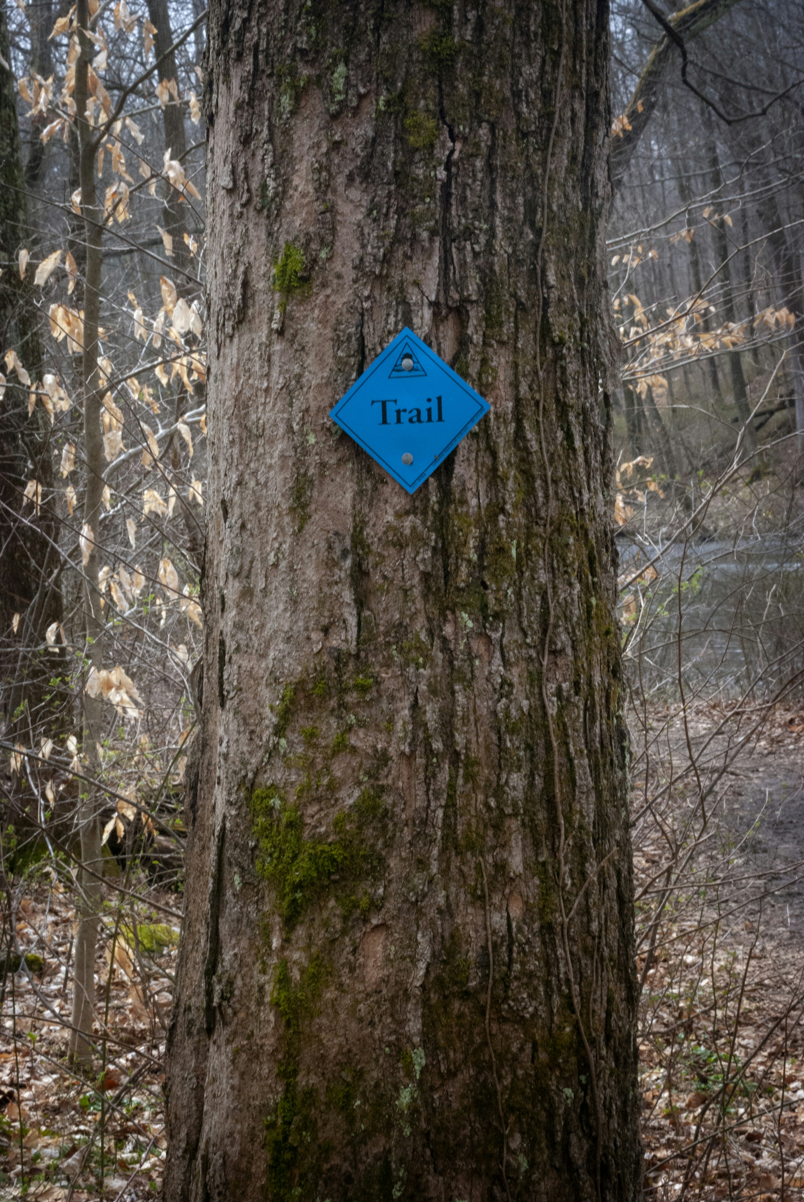 Blue hiking trail marker on a mossy tree