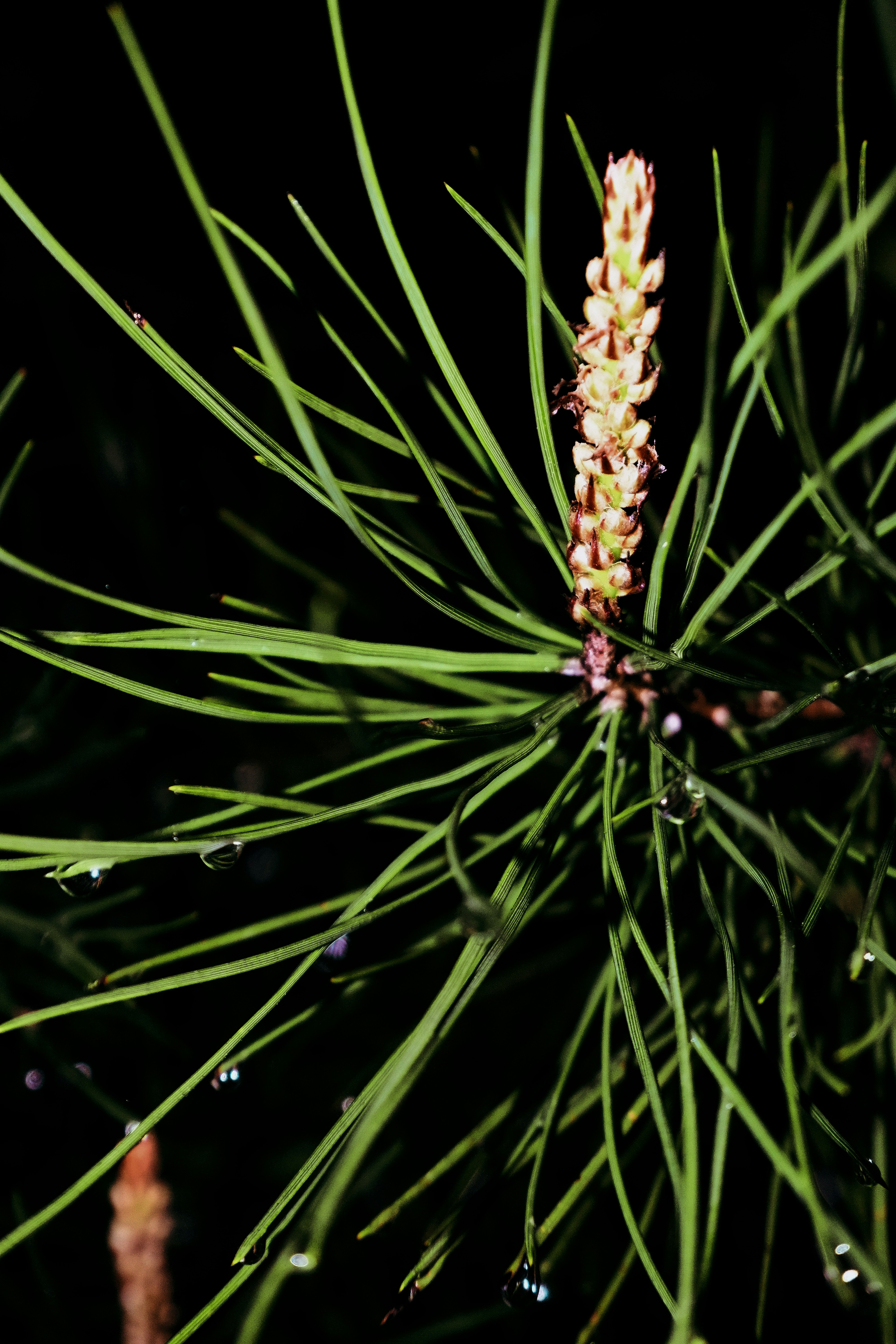 Needle-like pine tassel in focus with dew beads