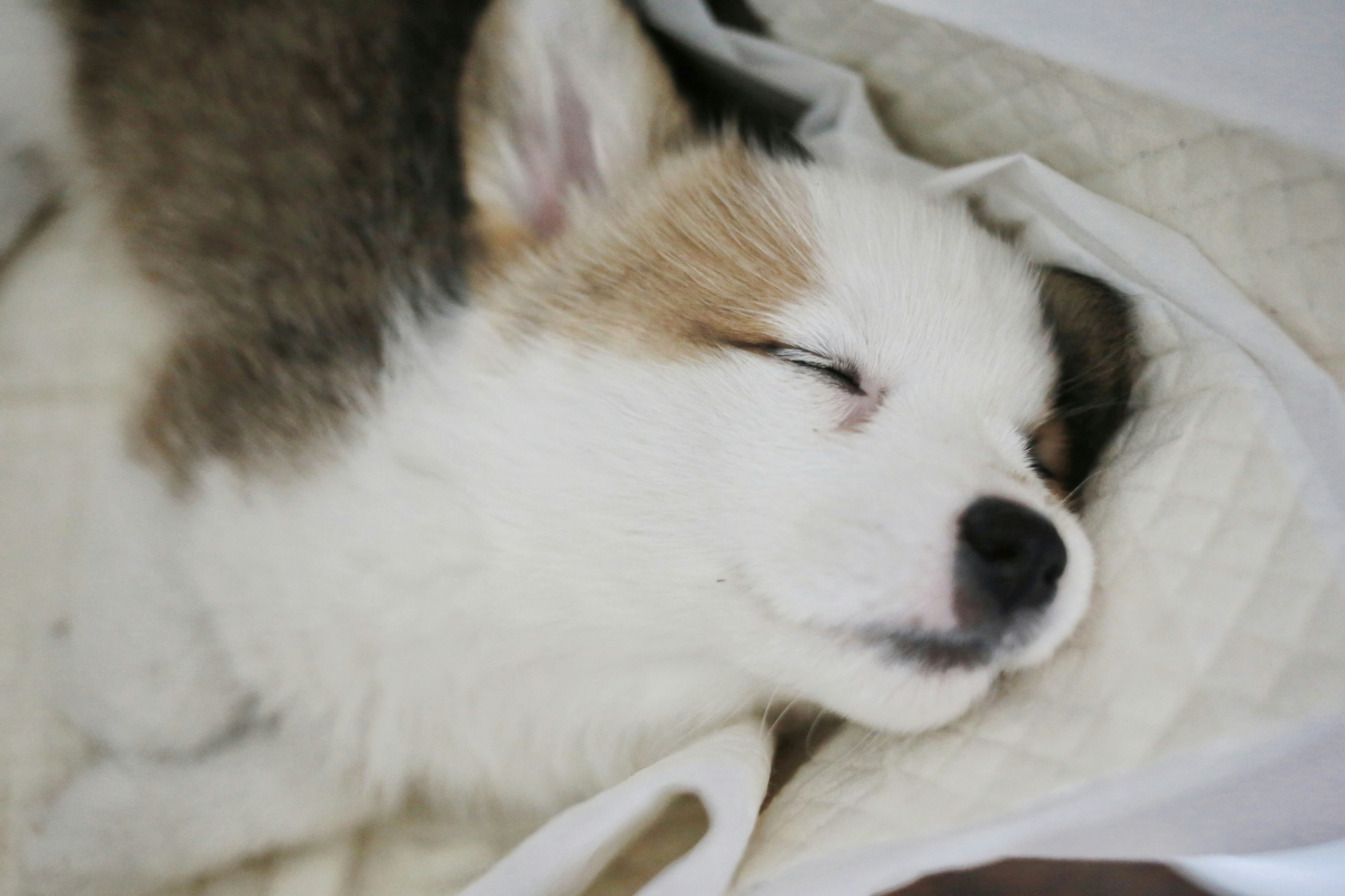 Close-up of a sleeping puppy with a soft expression, nestled in a cozy blanket. The scene captures the tranquility of a moment of rest.