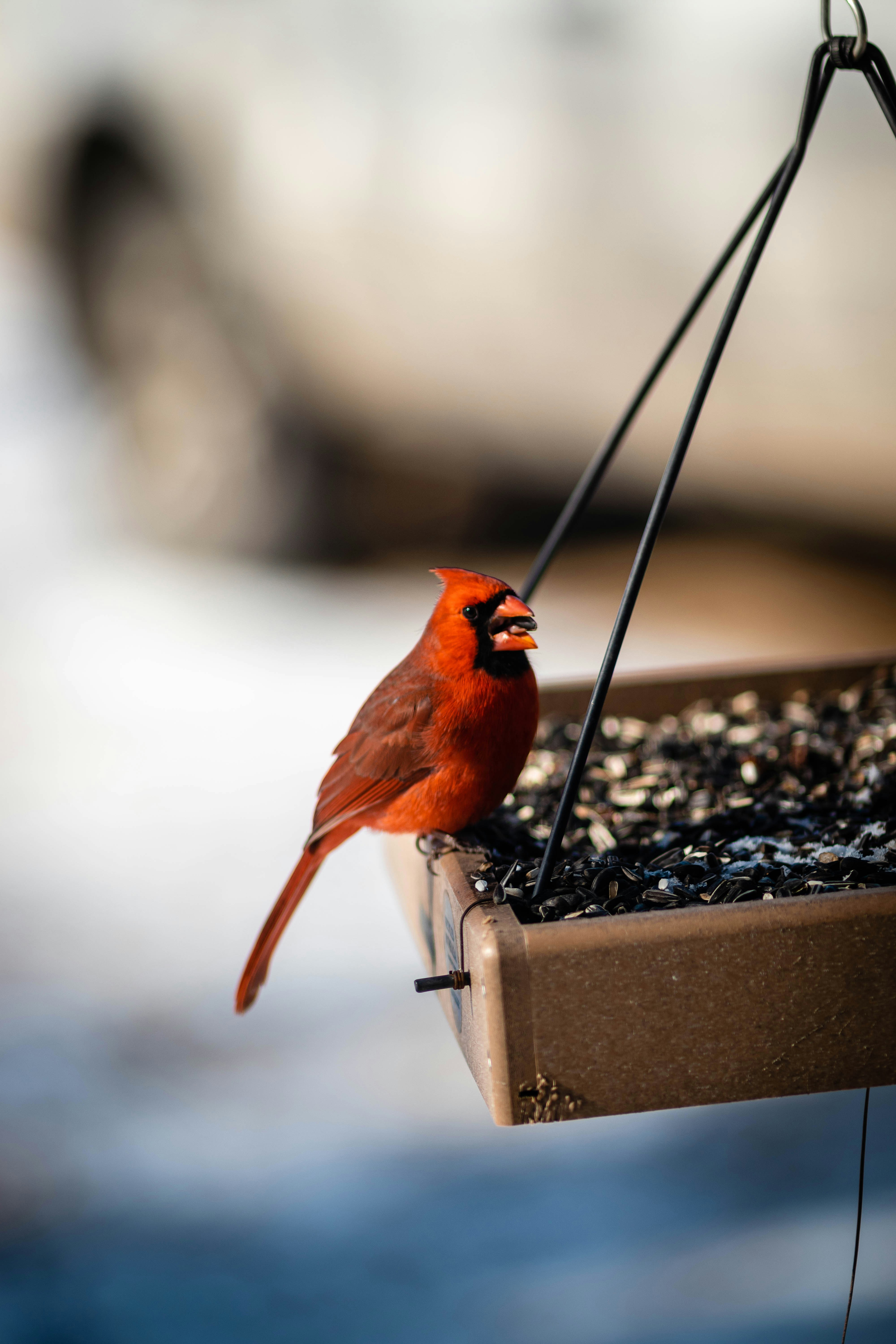 Red Cardinal on a Swinging Feeder Heyday