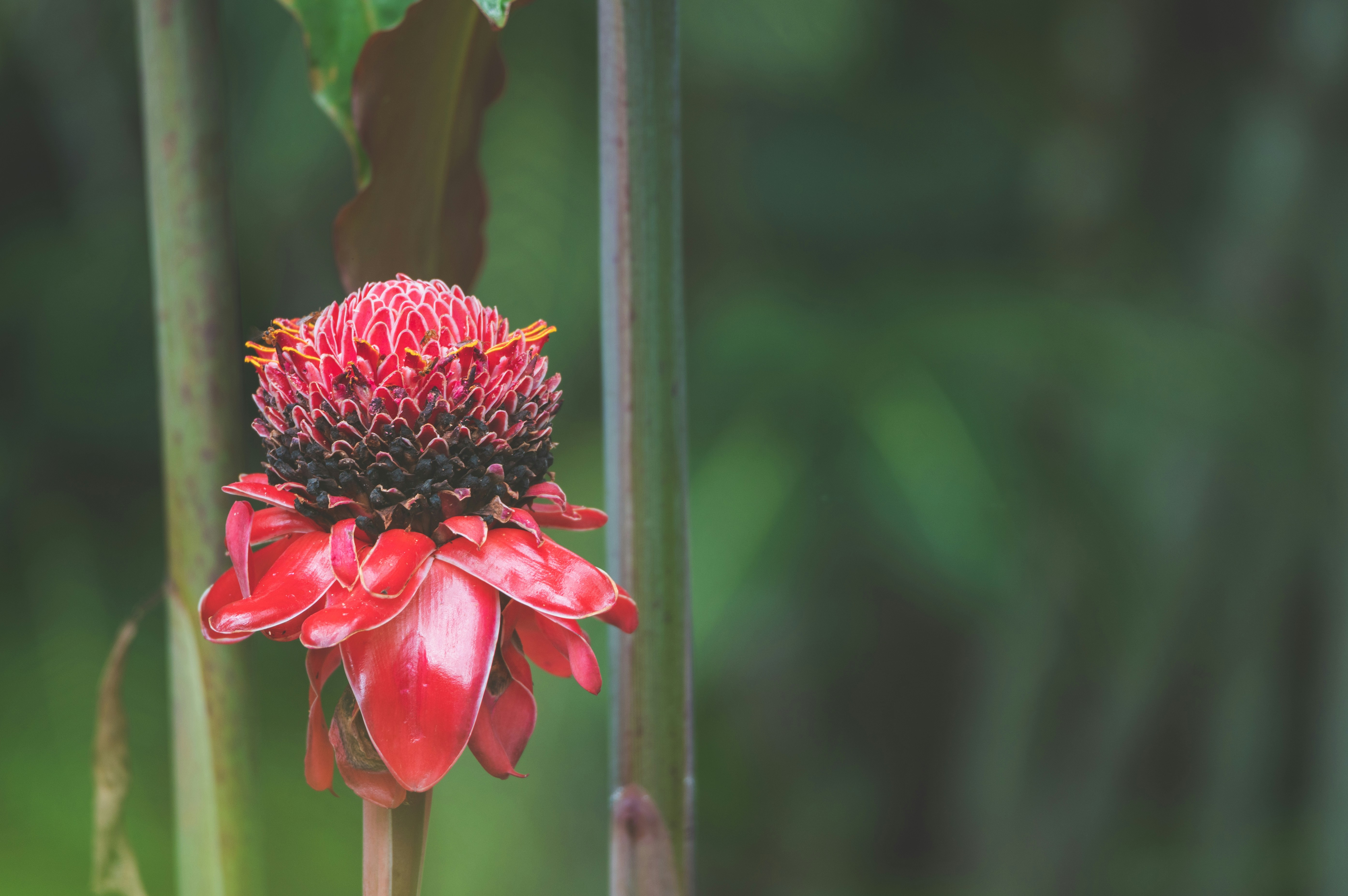Red Protea Blooming Through a Quiet Green Corridor