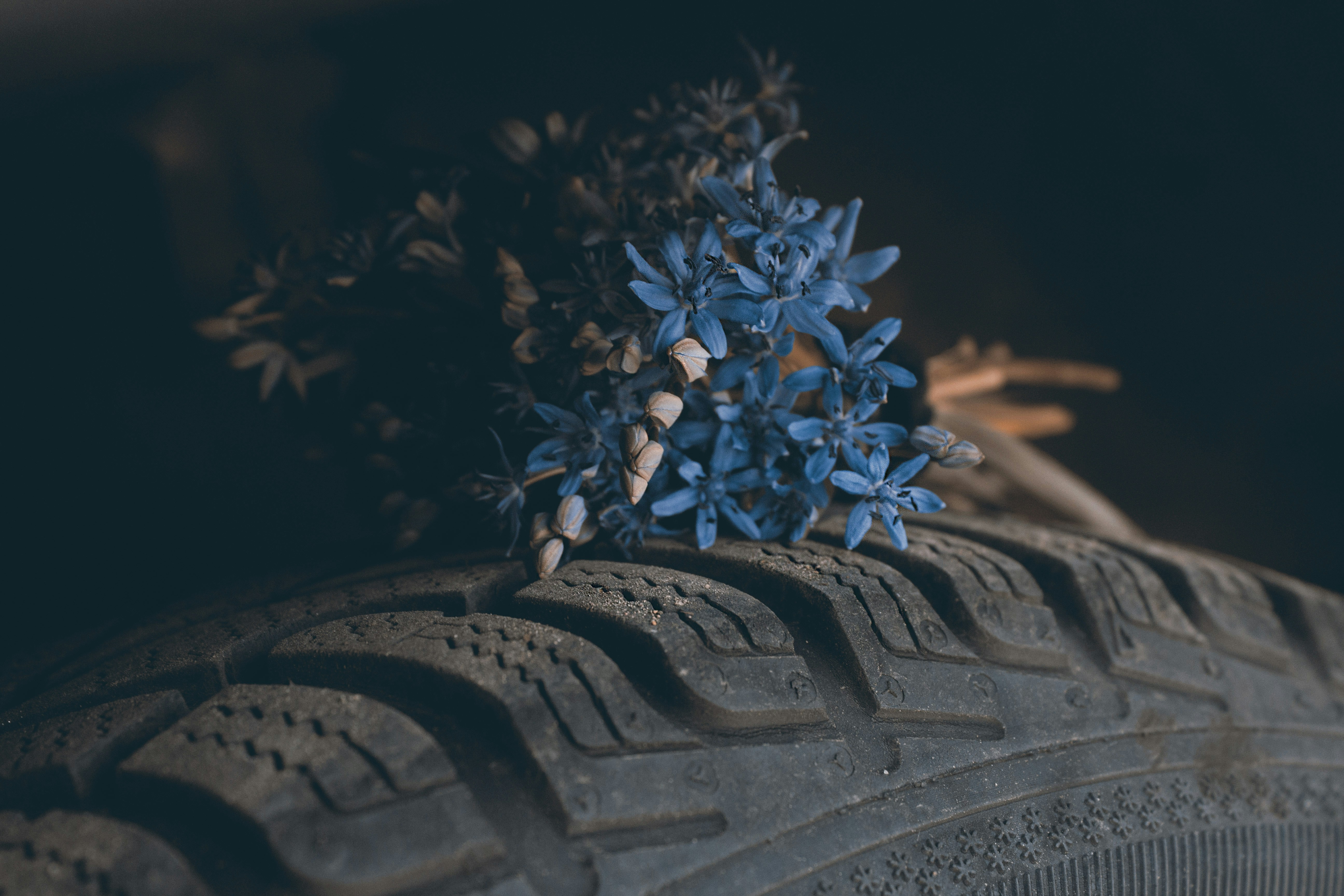Vibrant blue flowers resting on a worn tire, symbolizing nature's persistence in an industrial setting.