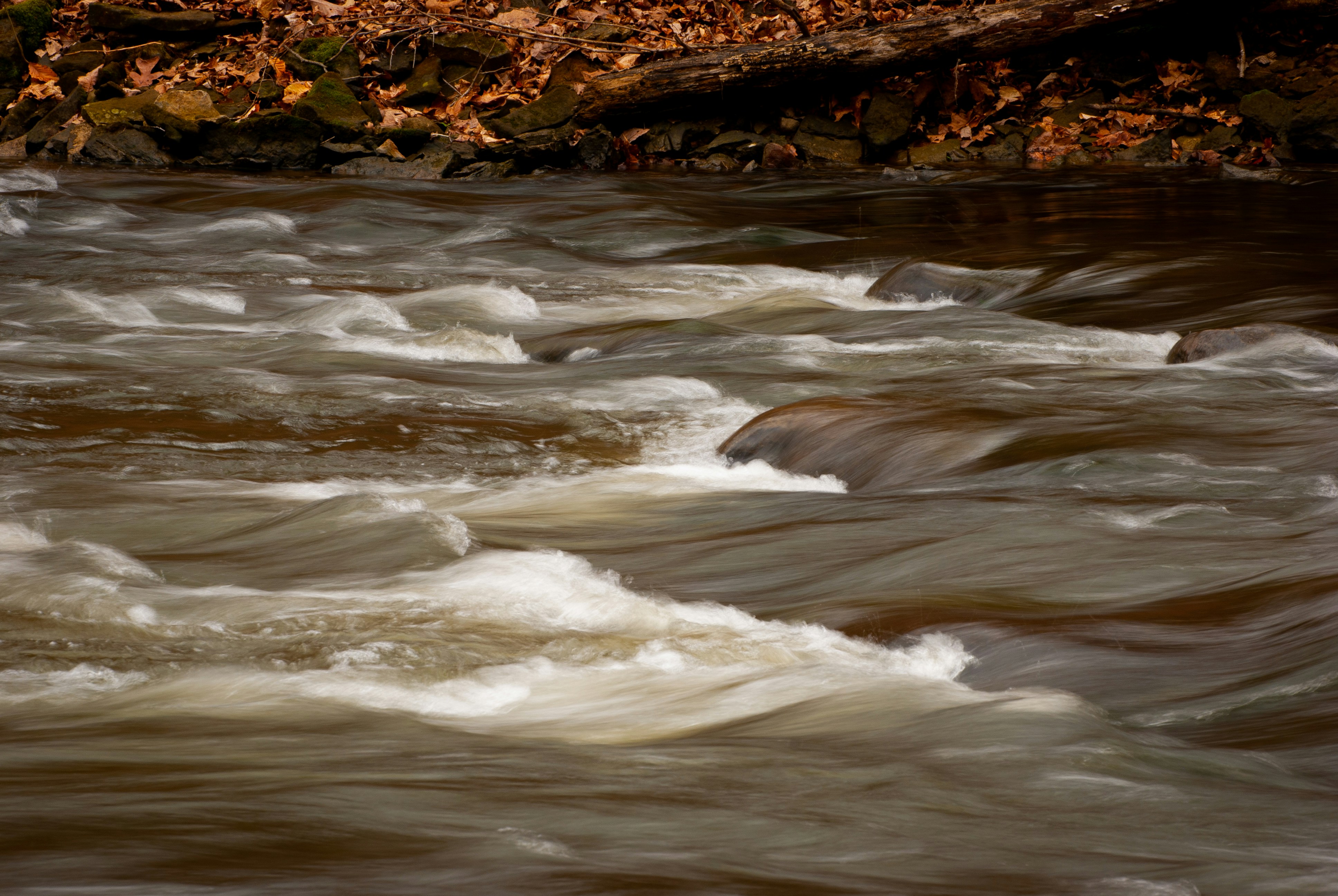 Gentle ripples of a river meandering through autumn leaves, showcasing the interplay of water and nature's palette.