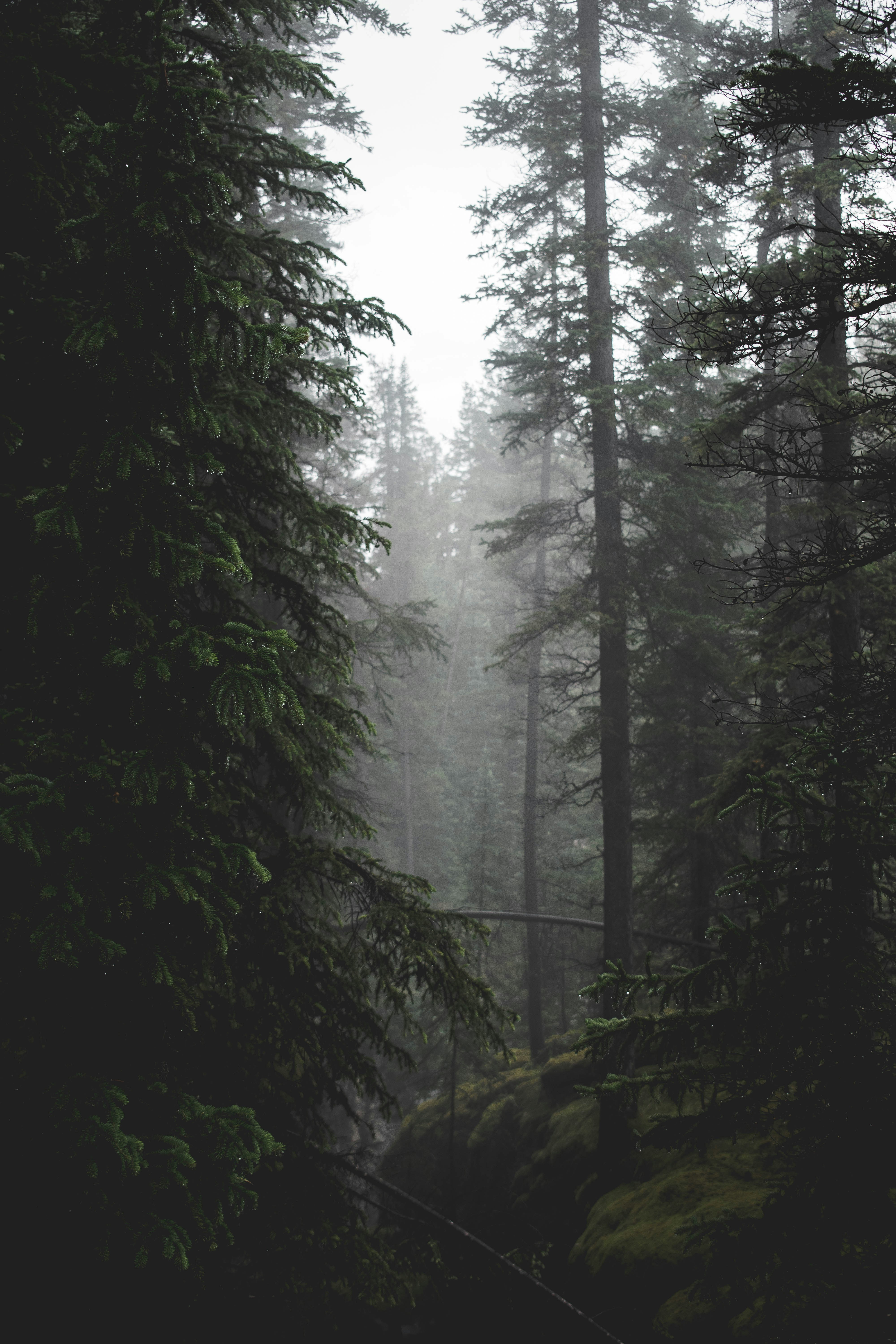 Dense coniferous forest enveloped in mist, with tall trees standing sentinel over a hidden path.
