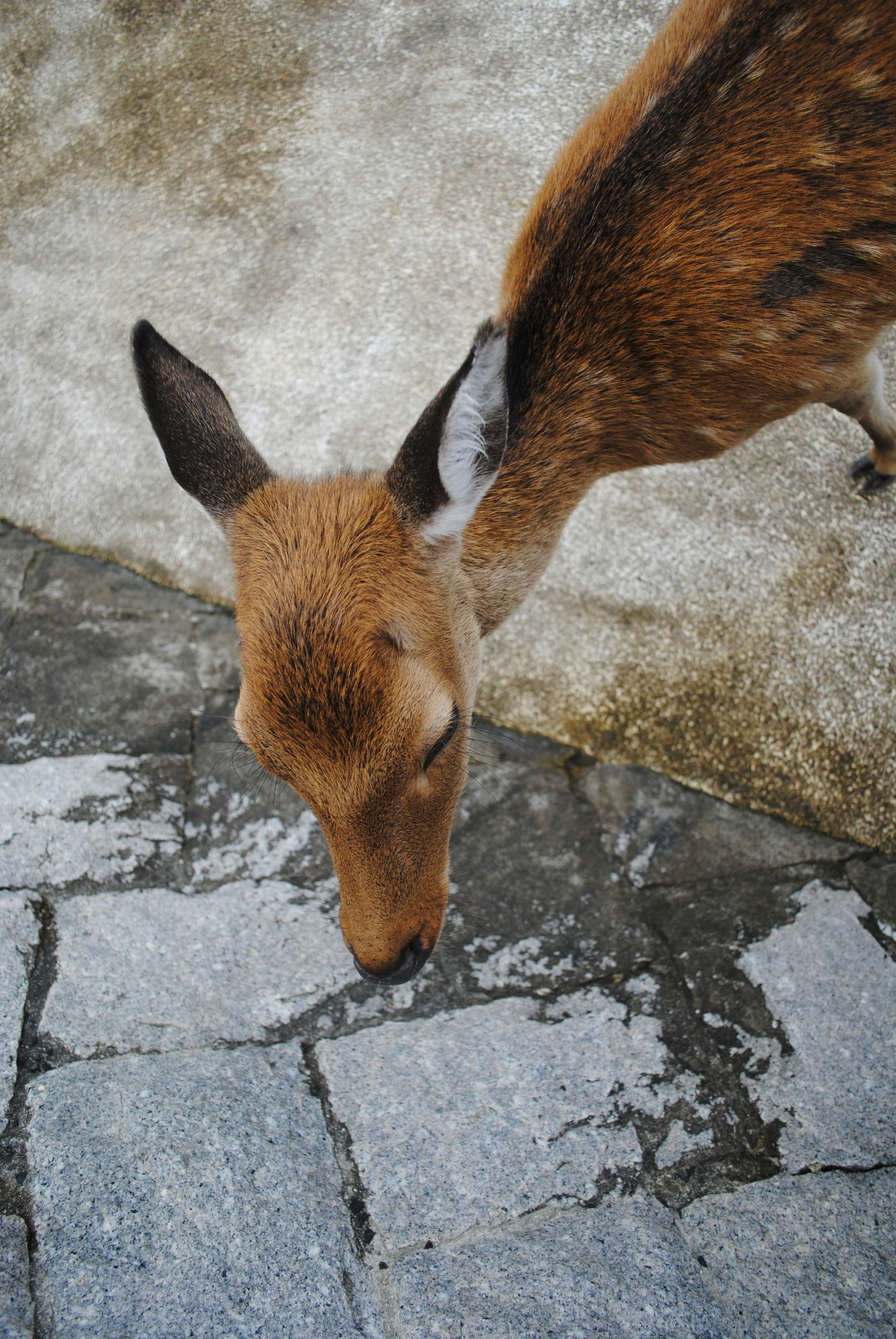 Curious Encounter: A Deer's Intimate Moment