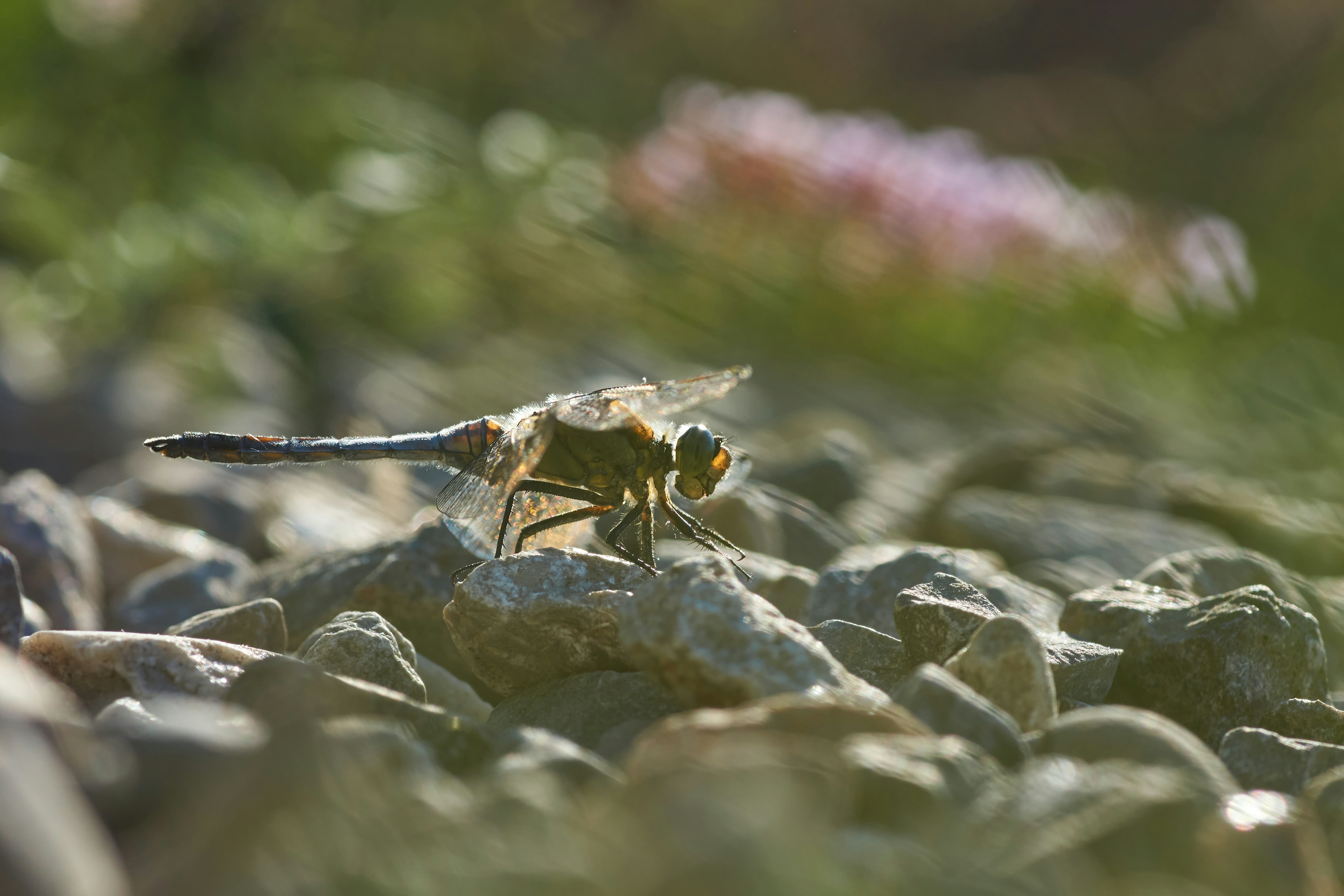 A dragonfly perched on a bed of pebbles, with soft sunlight illuminating its delicate wings and surroundings.